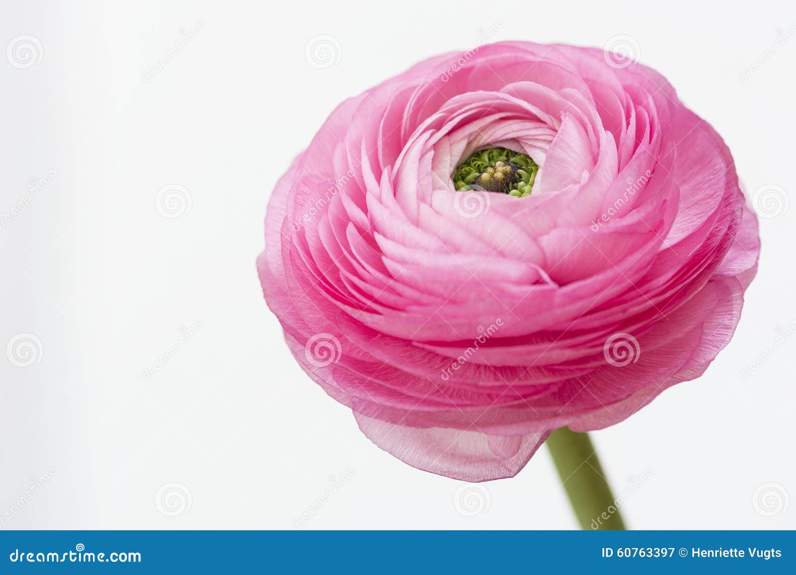 Ranunculus Isolated Against White Background Stock Image - Image of ...