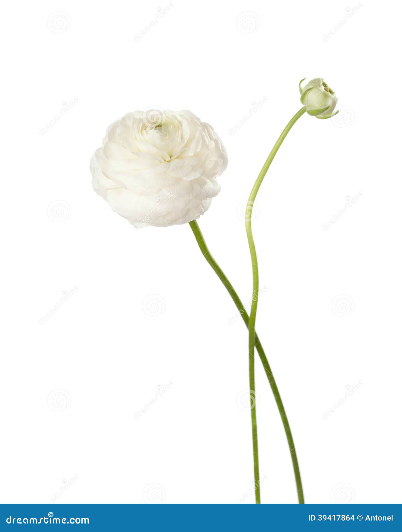 318 Ranunculus Single Stem Photos - Free & Royalty-Free Stock Photos ...
