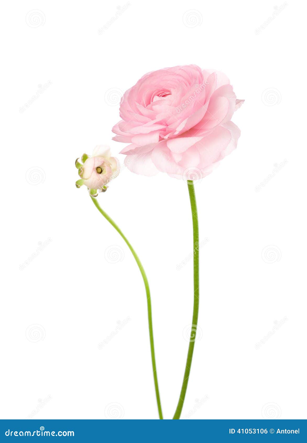 Ranunculus Isolated On White Stock Photo - Image: 41053106