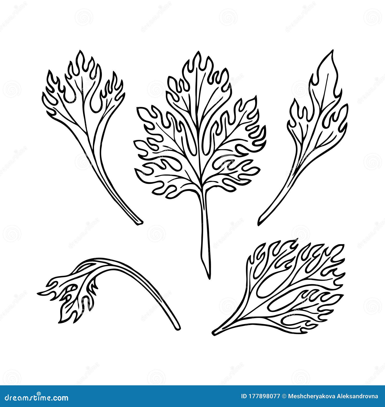 RANUNCULUS LEAVES in the VECTOR Stock Illustration - Illustration of ...