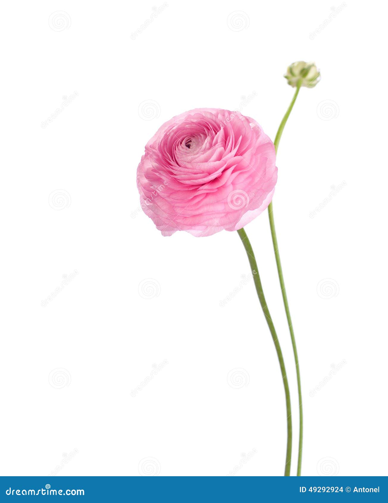 Ranunculus stock photo. Image of macro, nature, life - 49292924