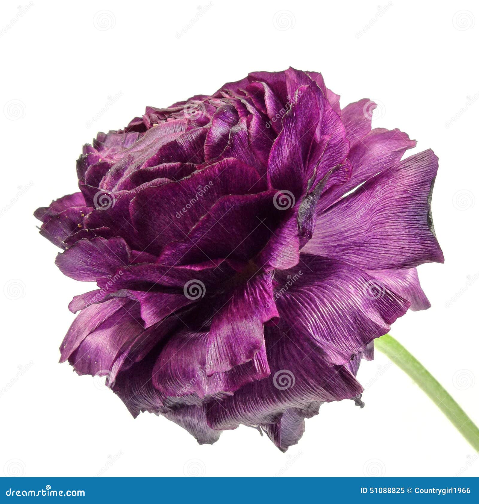 Ranunculus stock image. Image of cooked, nature, flora - 51088825