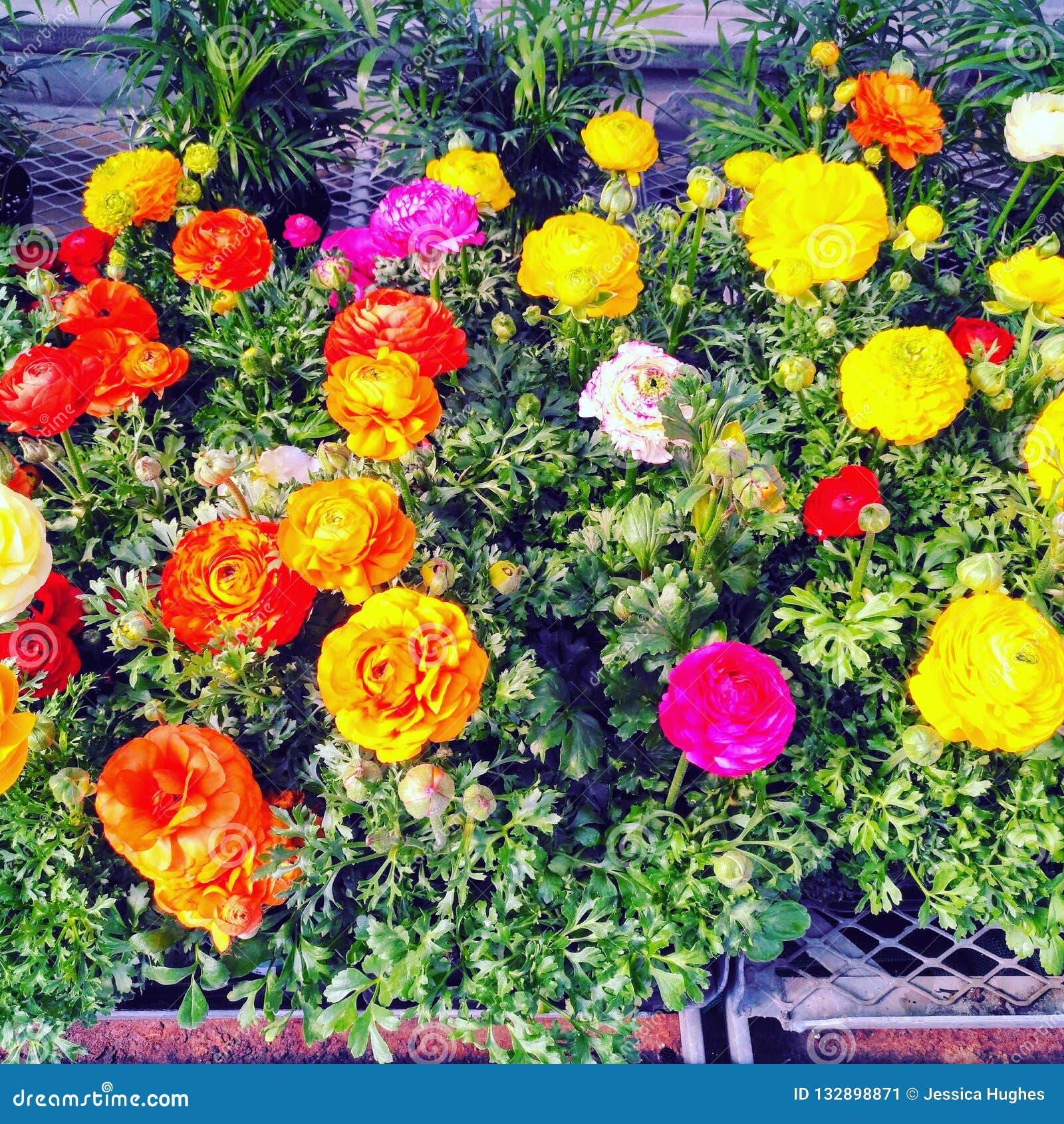 Ranunculus stock image. Image of multicolor, green, ranunculus - 132898871