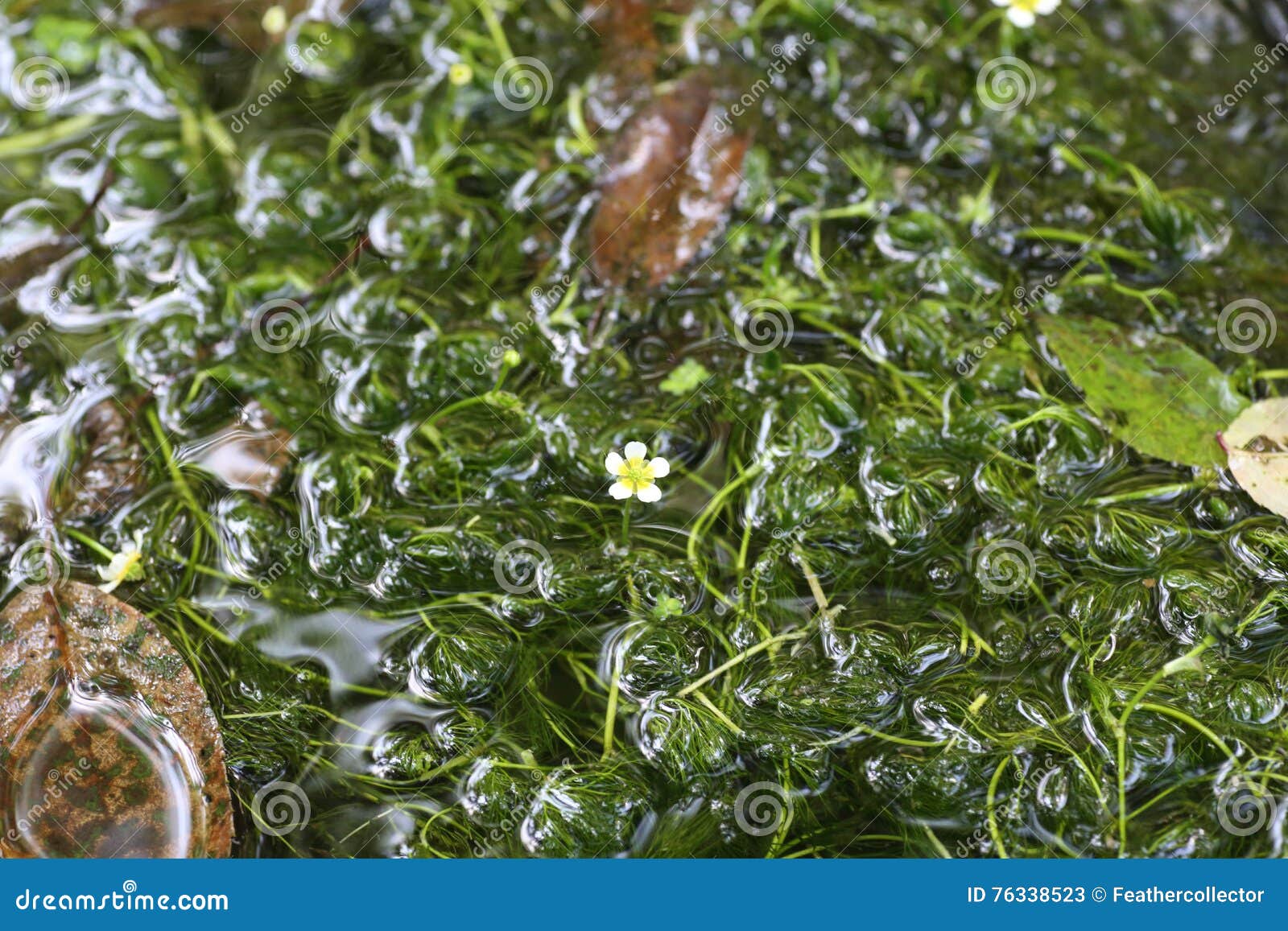 Ranunculus Nipponicus Flower in Japan Stock Image - Image of flower ...