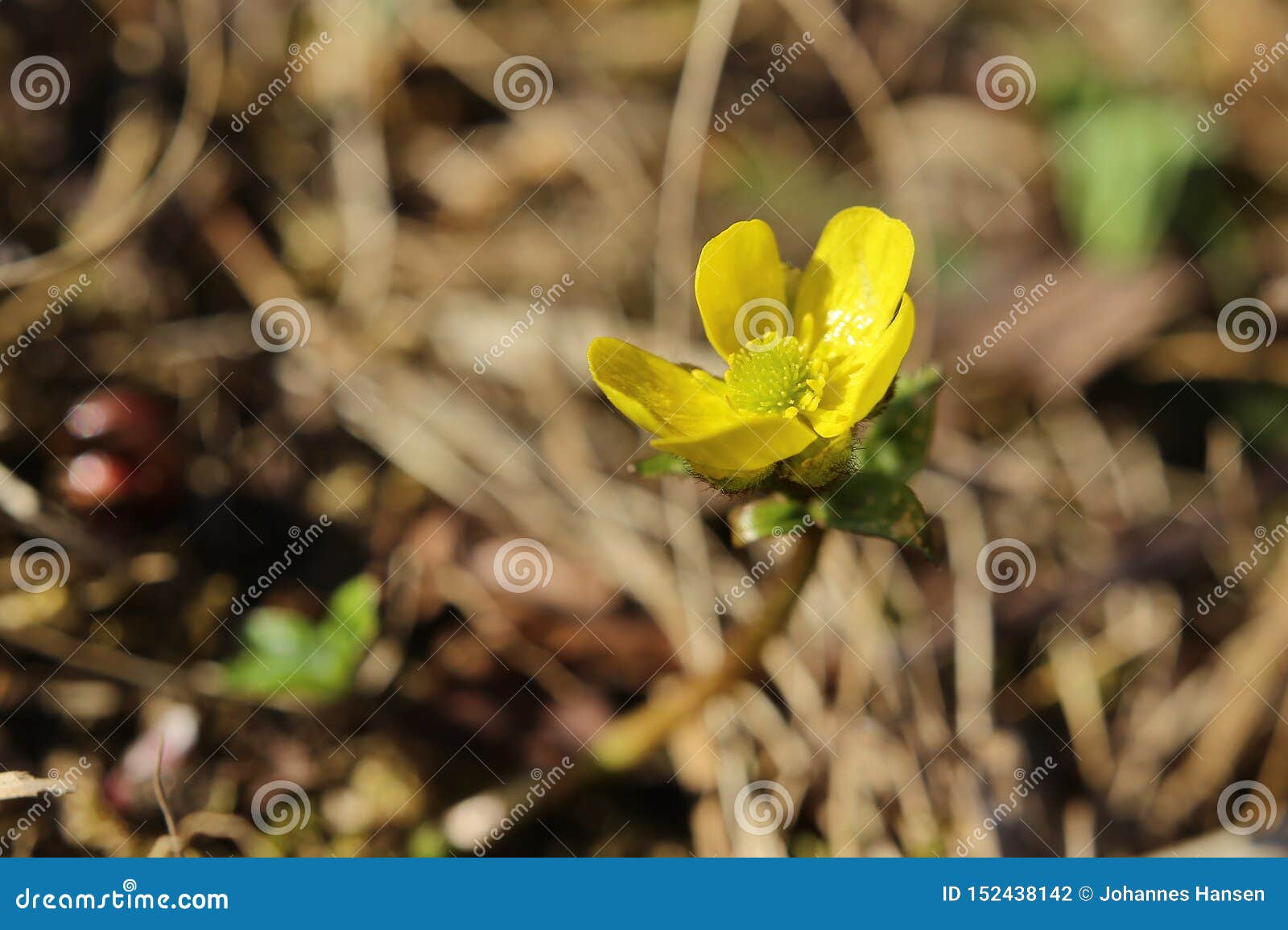 Ranunculus Nivalis, the Snow Buttercup, with Flower Stock Photo - Image ...