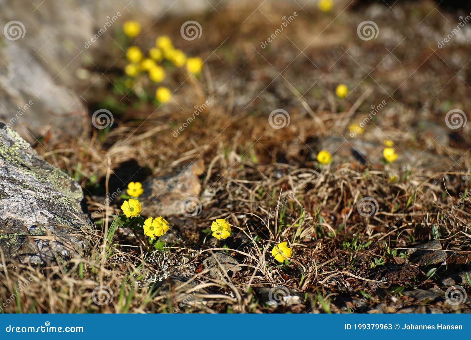 Ranunculus Nivalis, the Snow Buttercup, on Rocky Ground Stock Image ...