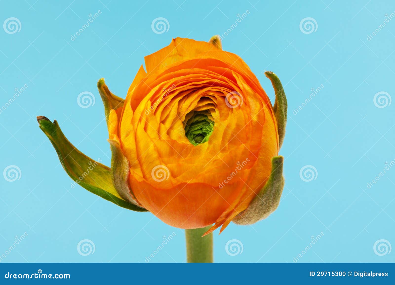 Ranunculus orange stock photo. Image of family, close - 29715300