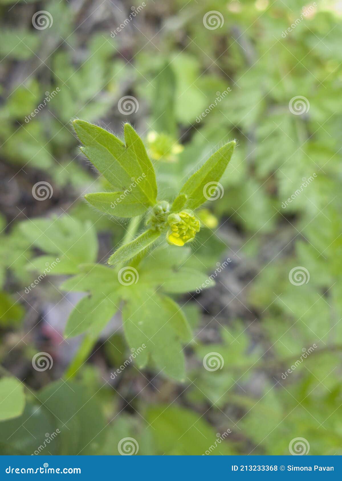 Ranunculus Parviflorus in Bloom Stock Photo - Image of flora ...
