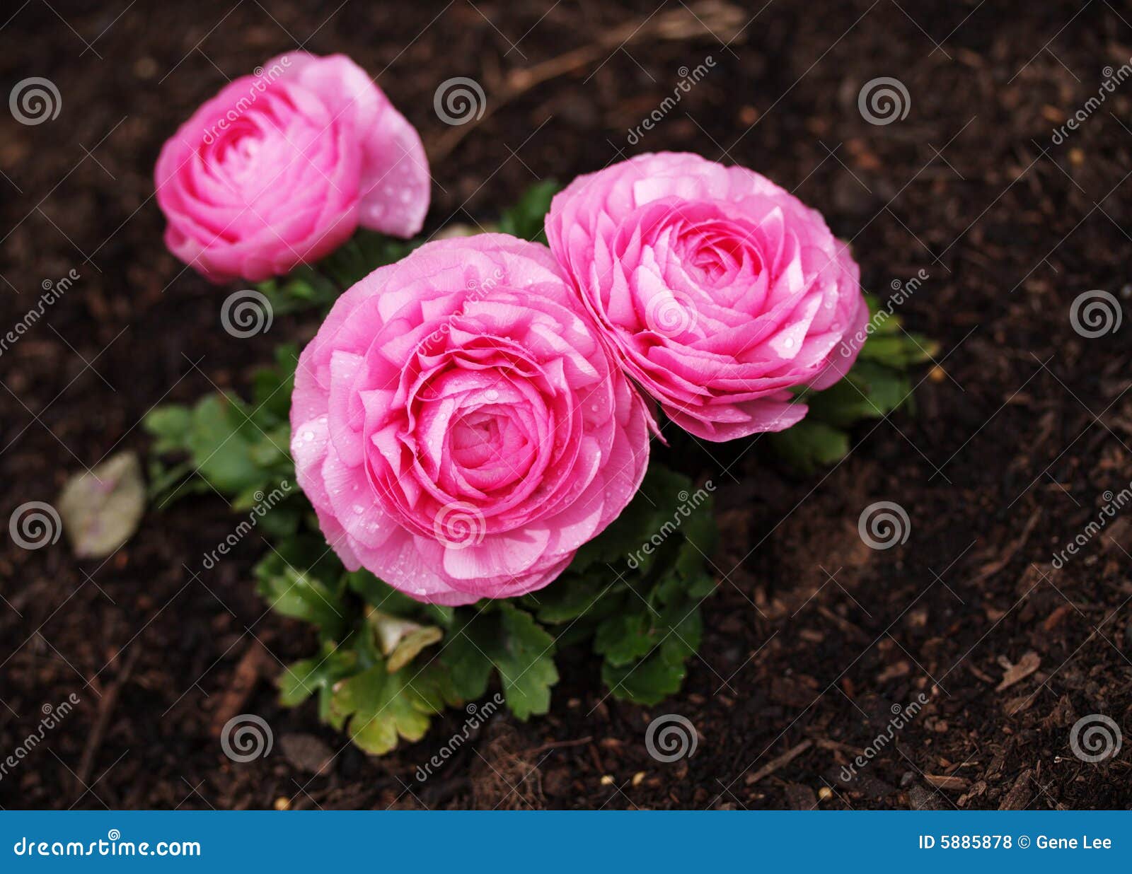 Ranunculus Pink stock photo. Image of delicate, colorful - 5885878