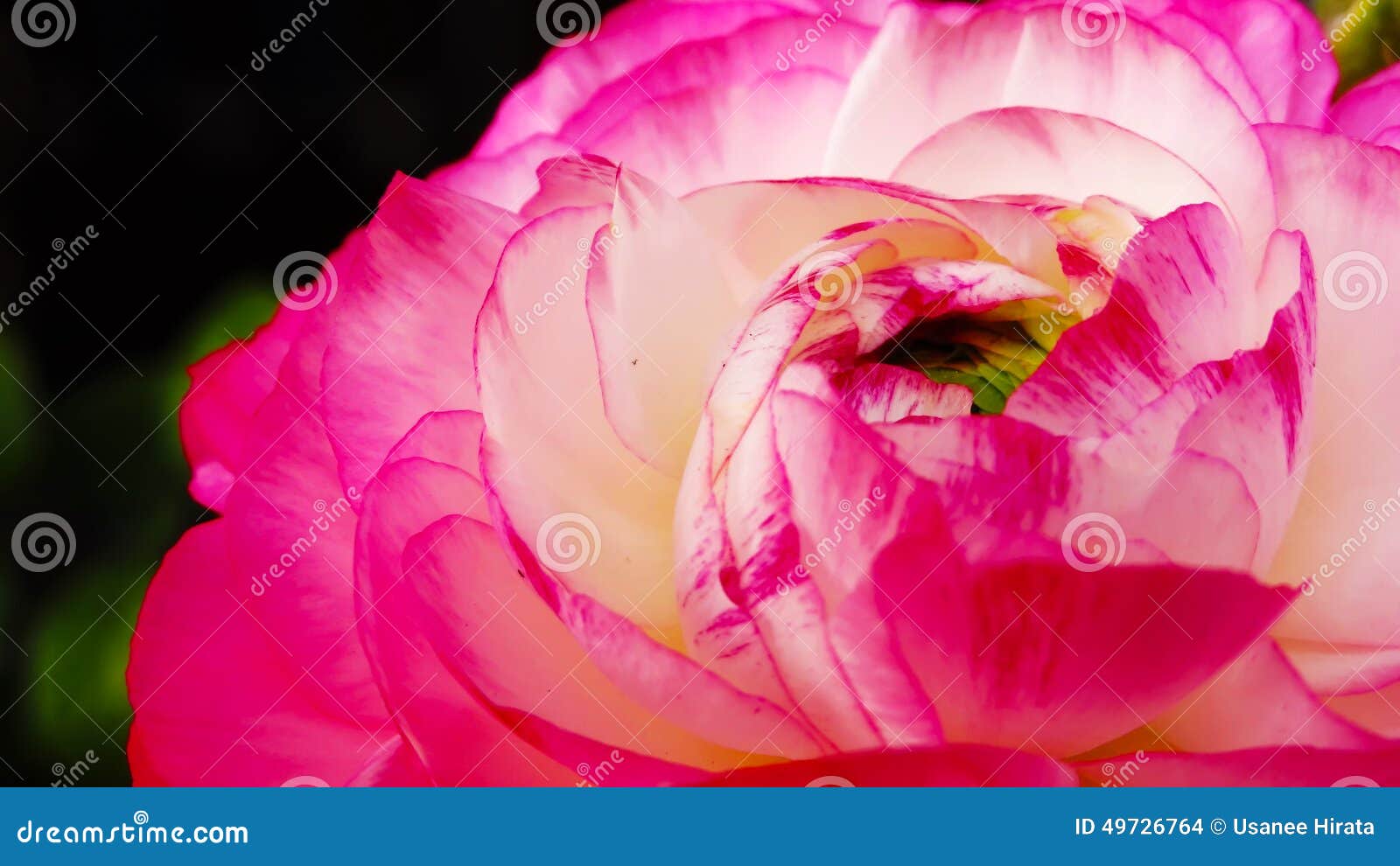 Ranunculus Pink Picotee (Persian Buttercup) Flower Stock Photo - Image ...