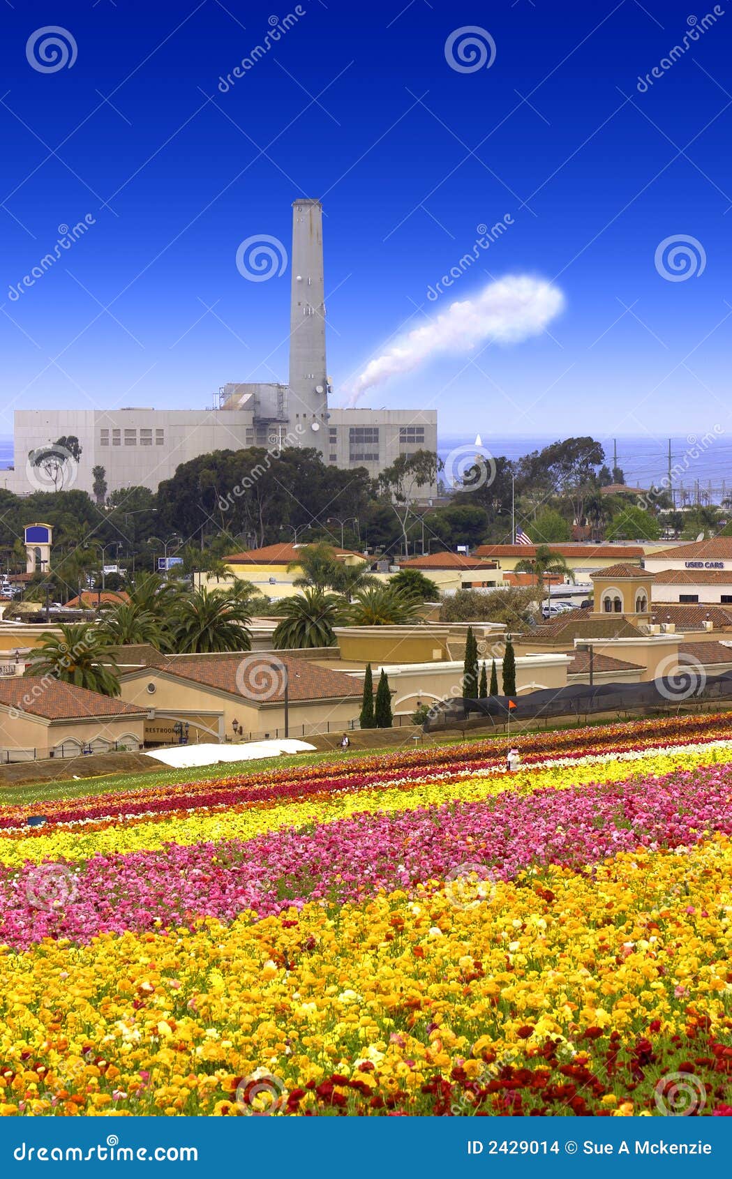 Ranunculus and Power Plant stock photo. Image of alternative - 2429014