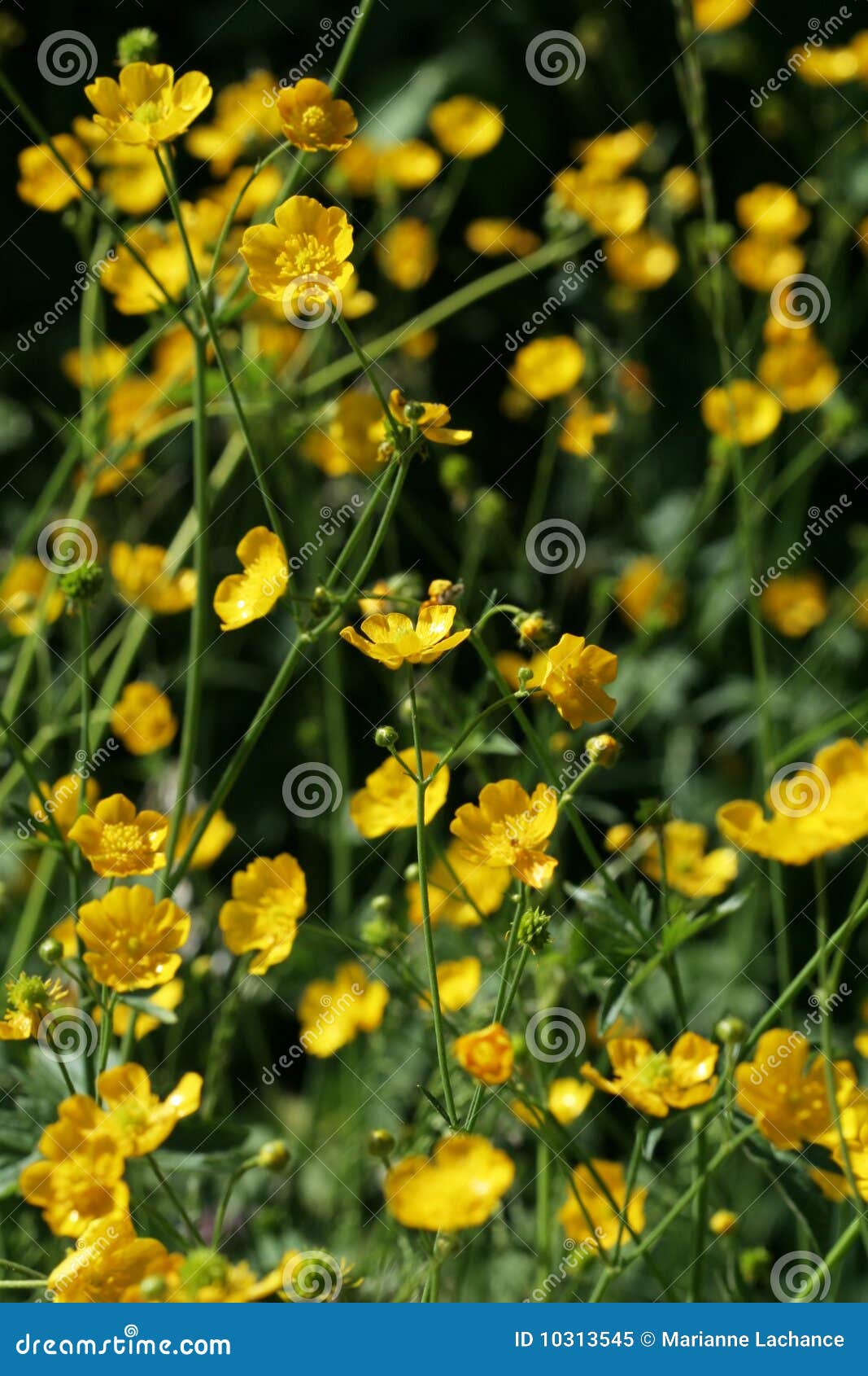 Ranunculus repens stock image. Image of buttercup, vegetal - 10313545