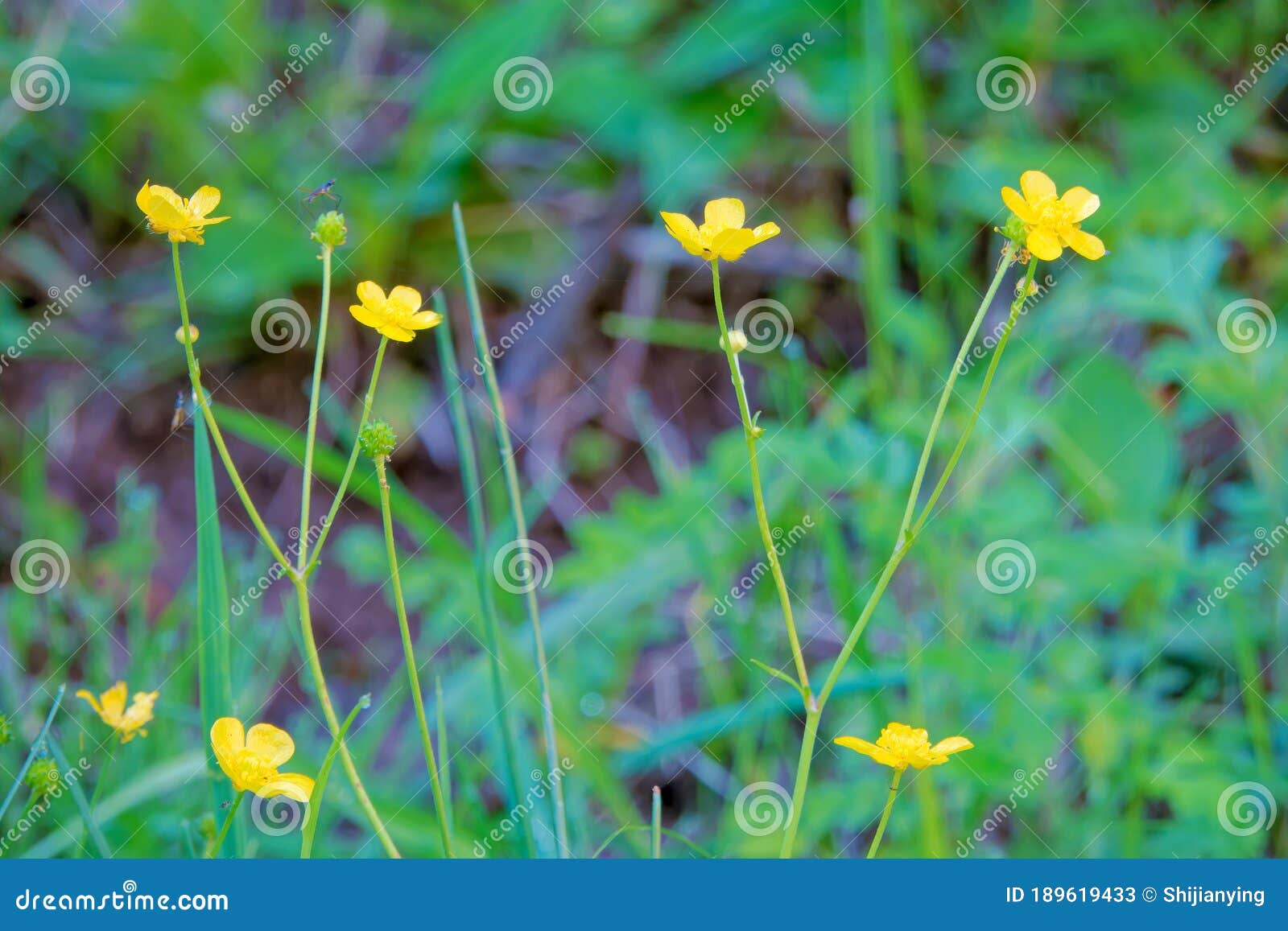 Ranunculus repens stock image. Image of yellow, repens - 189619433
