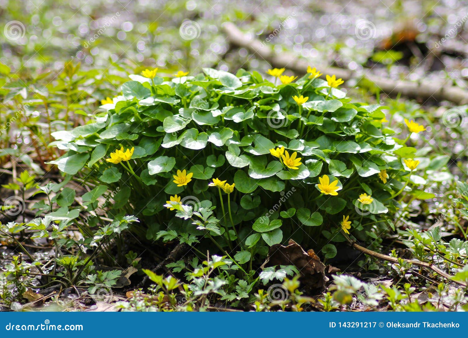 Ranunculus Repens, the Creeping Buttercup Stock Image - Image of ...
