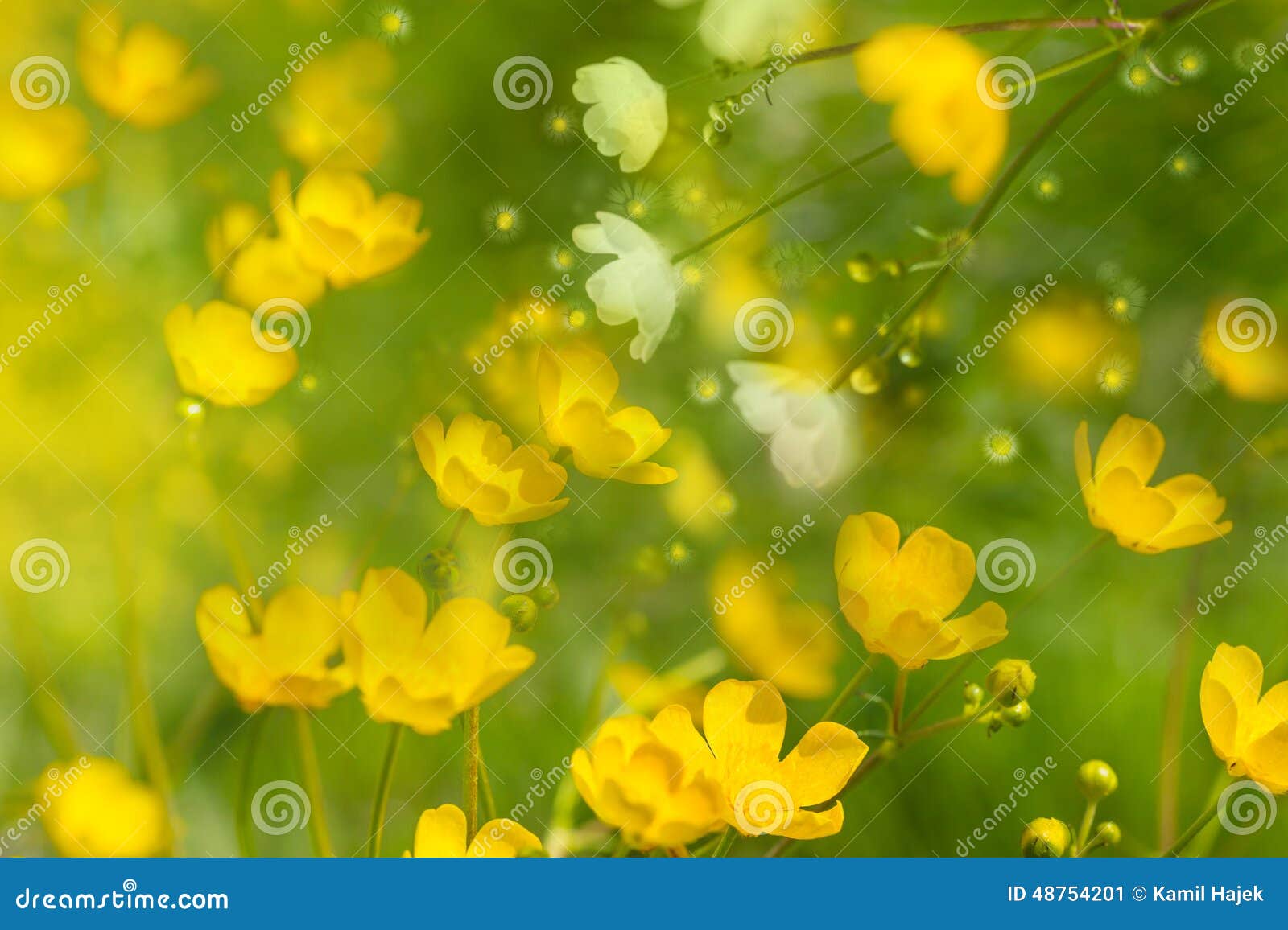 Ranunculus Soft Spring Flowers Stock Image - Image of soft, flower ...