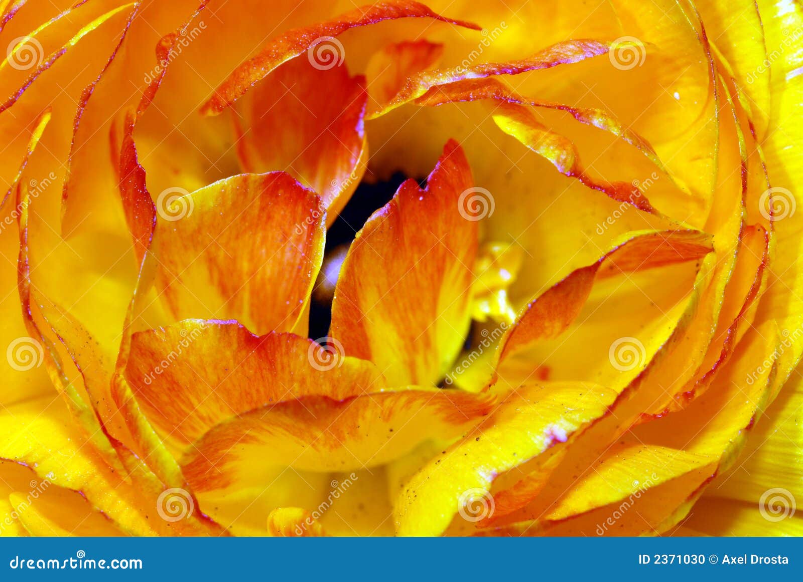 Ranunkel Flower stock photo. Image of unfolding, yellow - 2371030