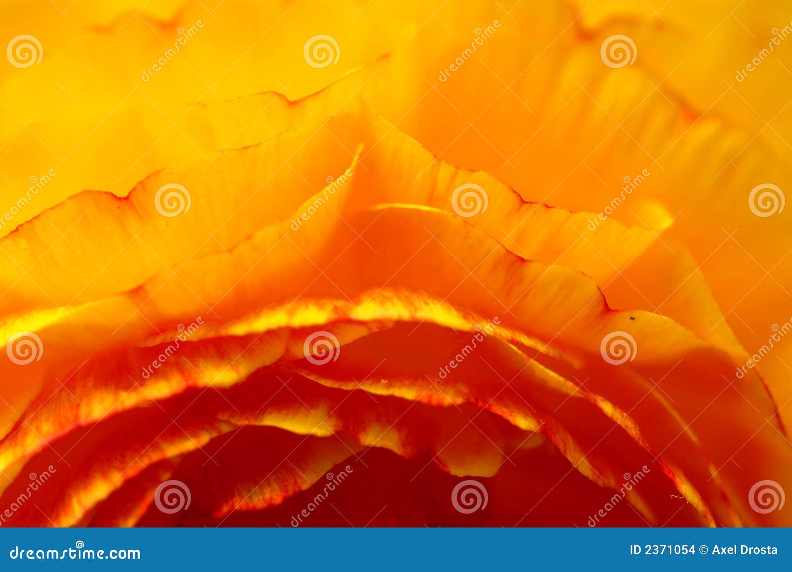 Ranunkel Flower stock photo. Image of ranunkel, delicate - 2371054