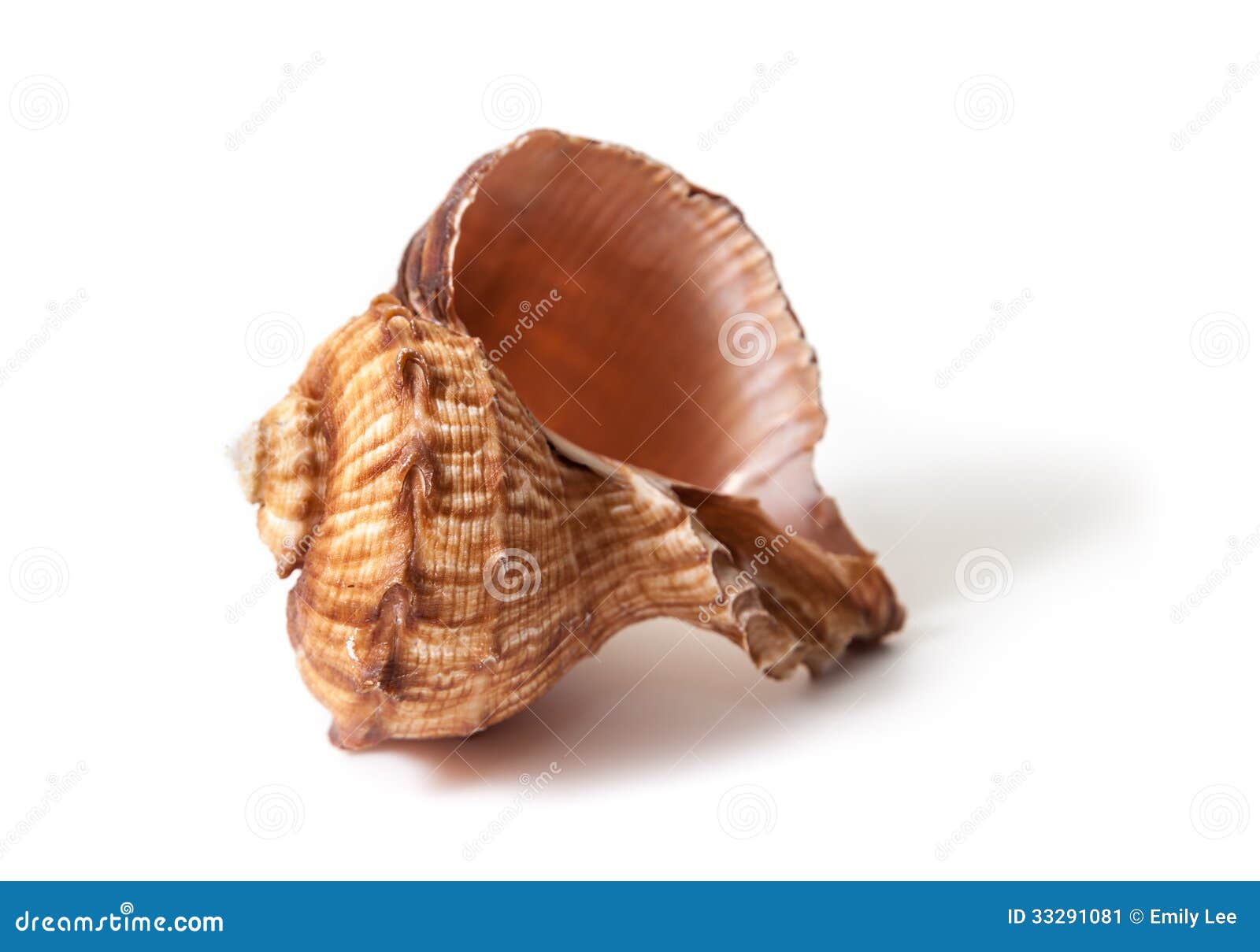 Rapa Rapiformis Stock Photos - Free & Royalty-Free Stock Photos from ...