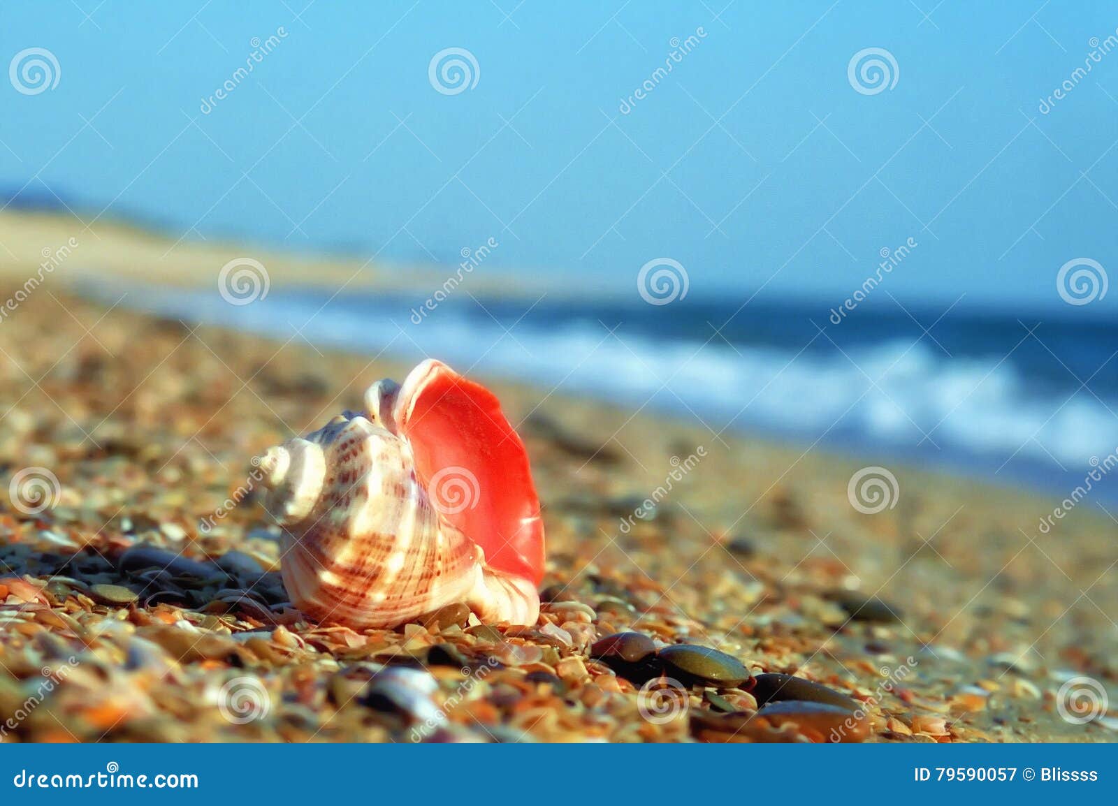 Rapa Whelk Shell on a Sea Beach Close Up Stock Image - Image of shore ...