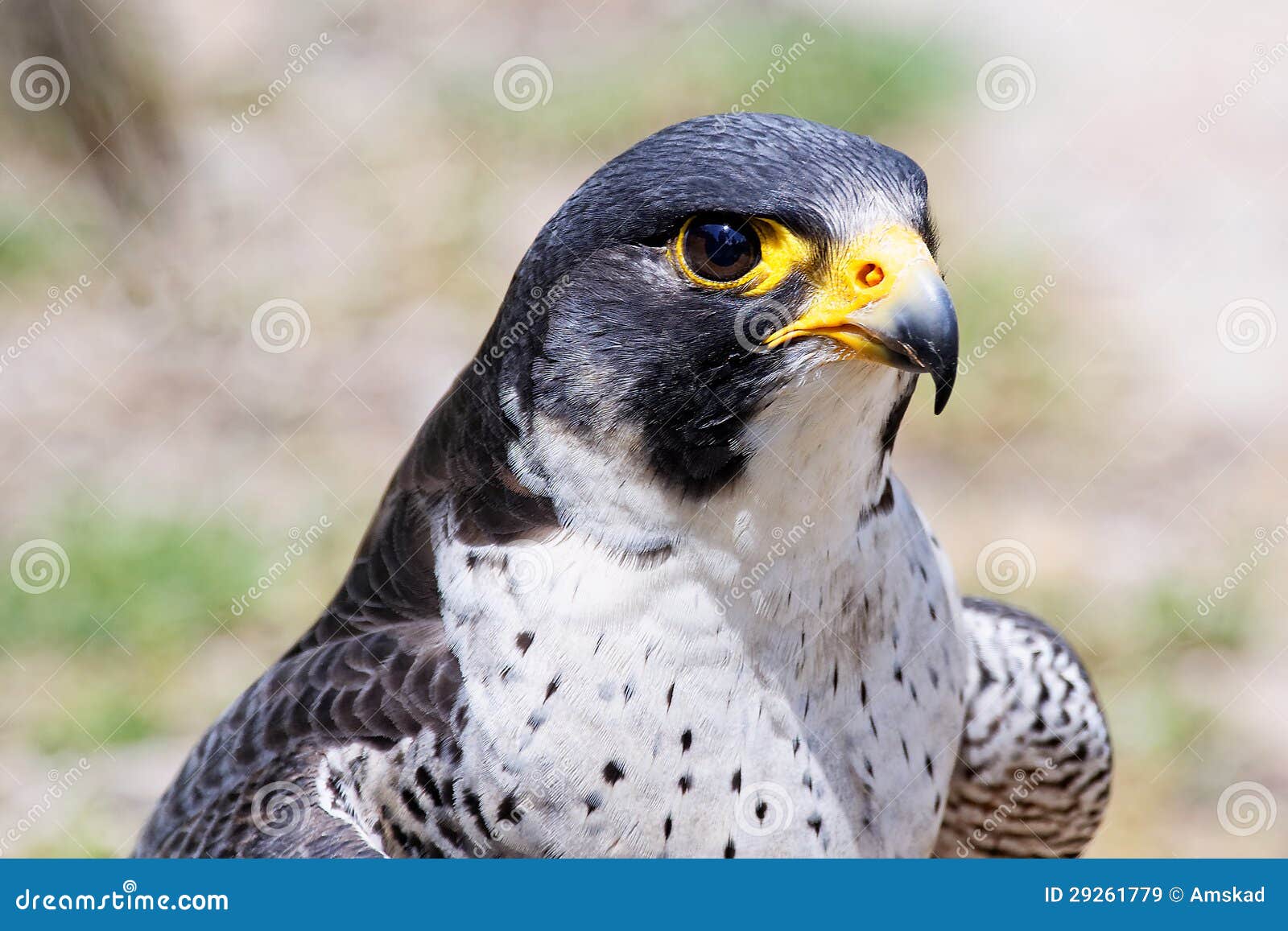 Rapaci immagine stock. Immagine di becchi, sorgente, esotico - 29261779