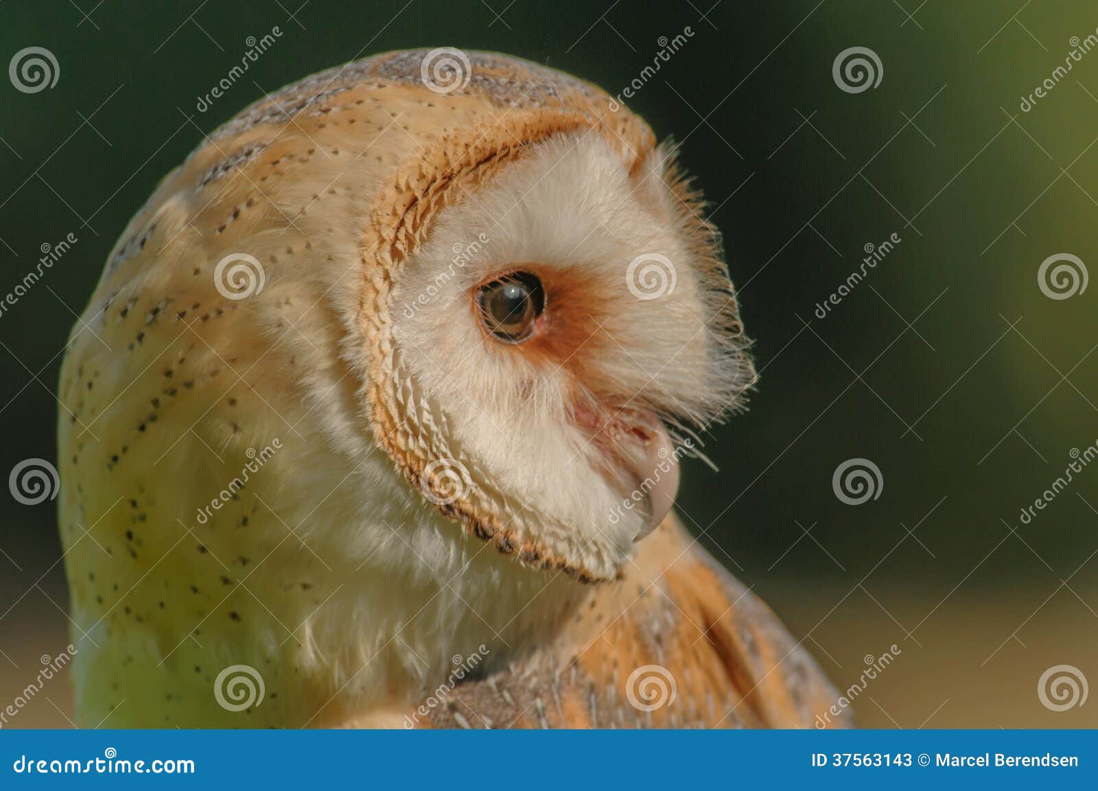 Rapaci - Barbagianni Occidentali - Tyto Alba Immagine Stock - Immagine ...