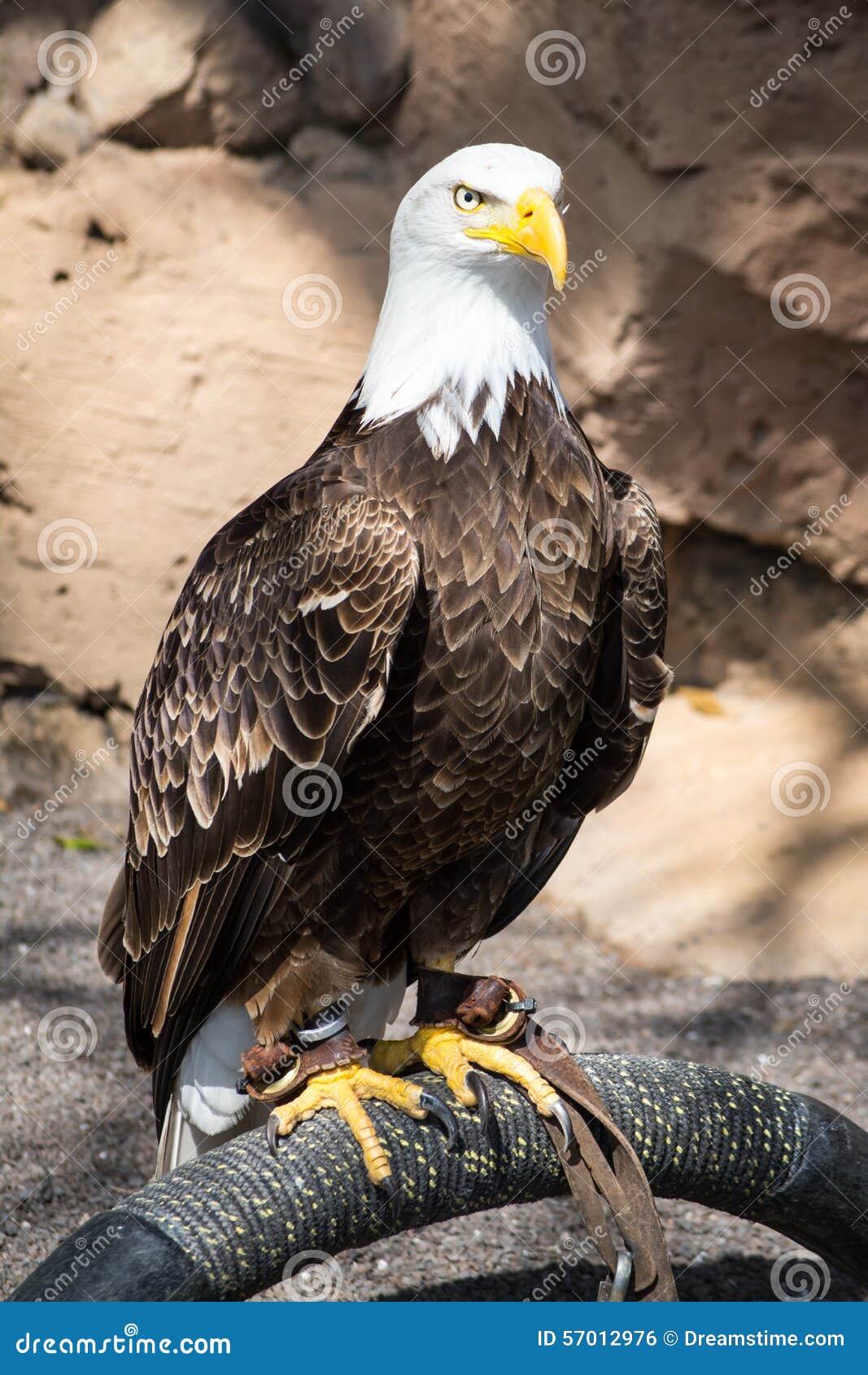 Rapaci - Eagle calvo fotografia stock. Immagine di marrone - 57012976