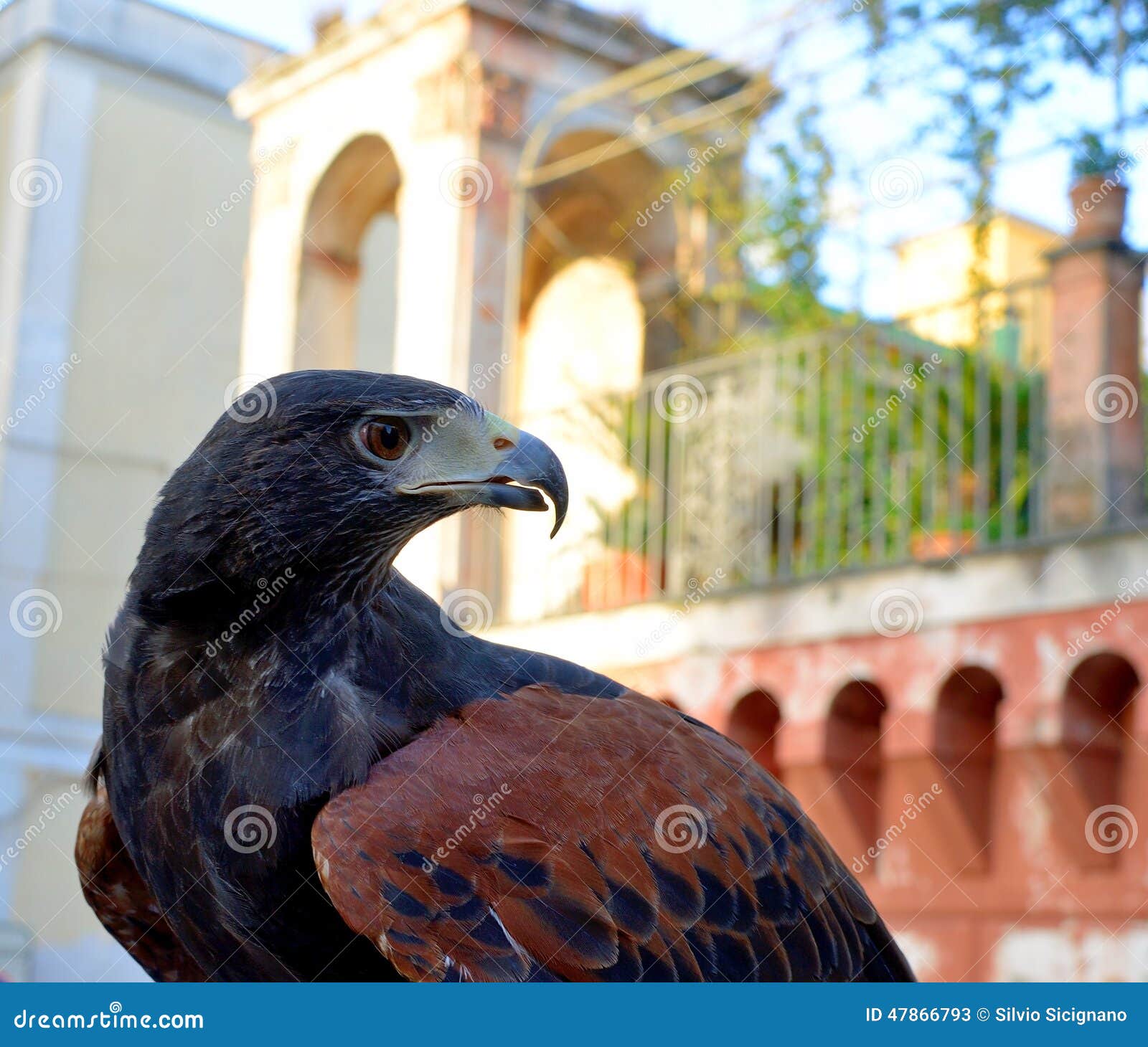 Rapacious imagem de stock. Imagem de olho, olhar, predador - 47866793