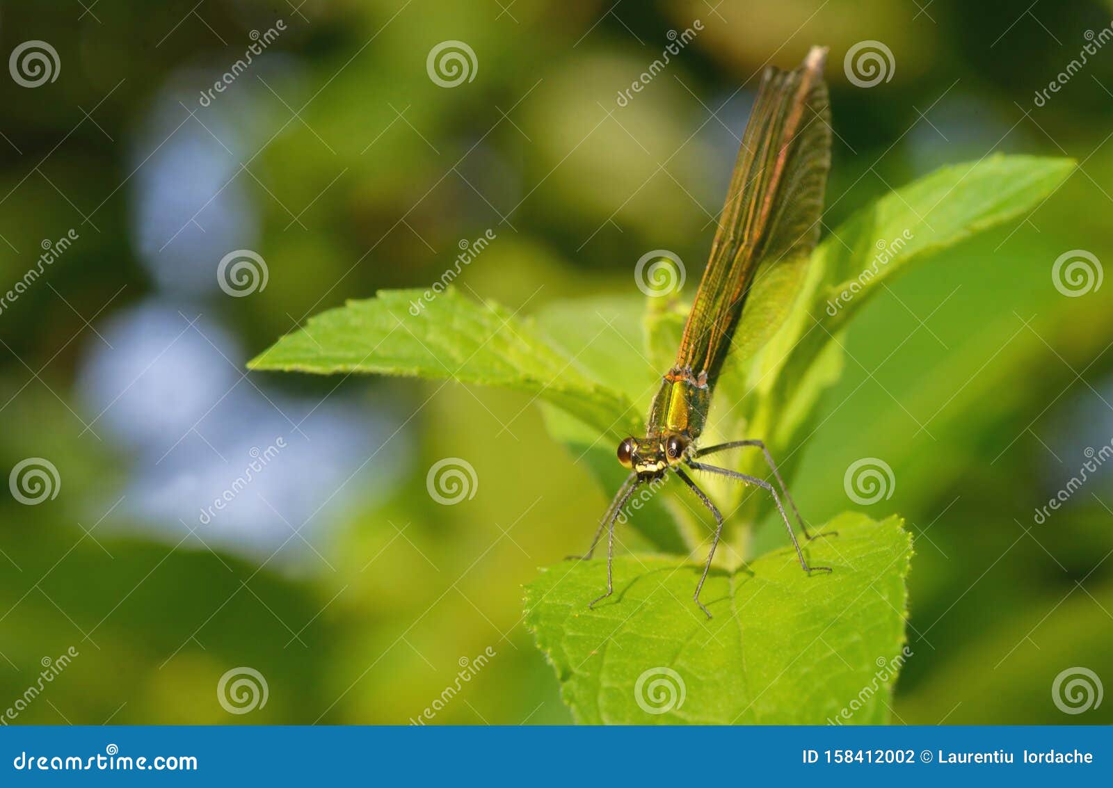 Rapacious Flange-tail Dragonfly Stock Photo - Image of asia ...