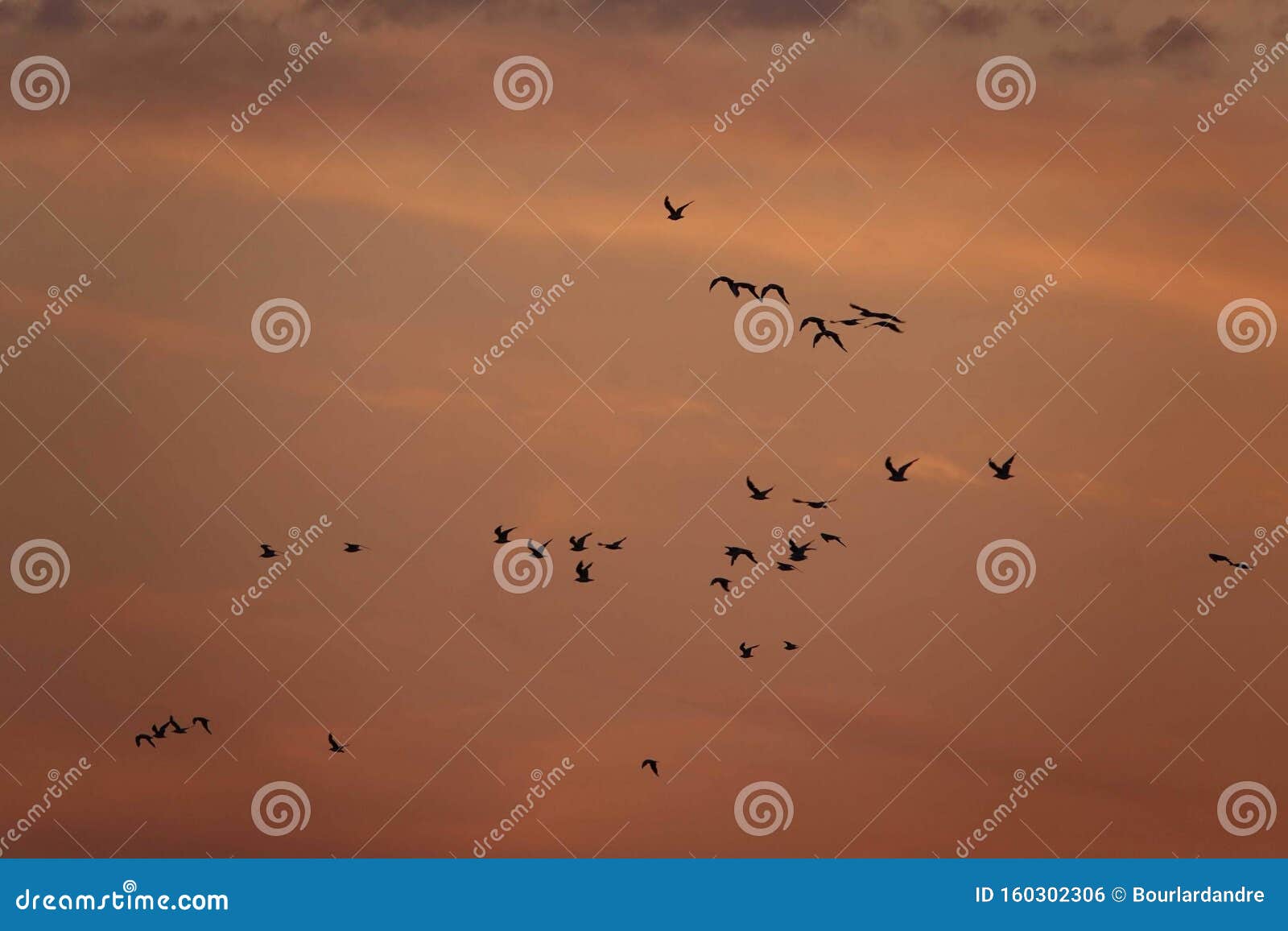 Rapacious Stock Images - Download 1,078 Royalty Free Photos