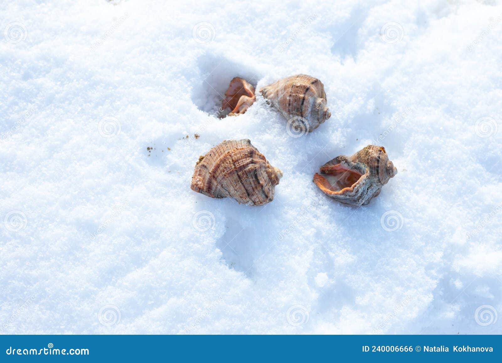 Sea Shells Rapan Royalty-Free Stock Image | CartoonDealer.com #90817990