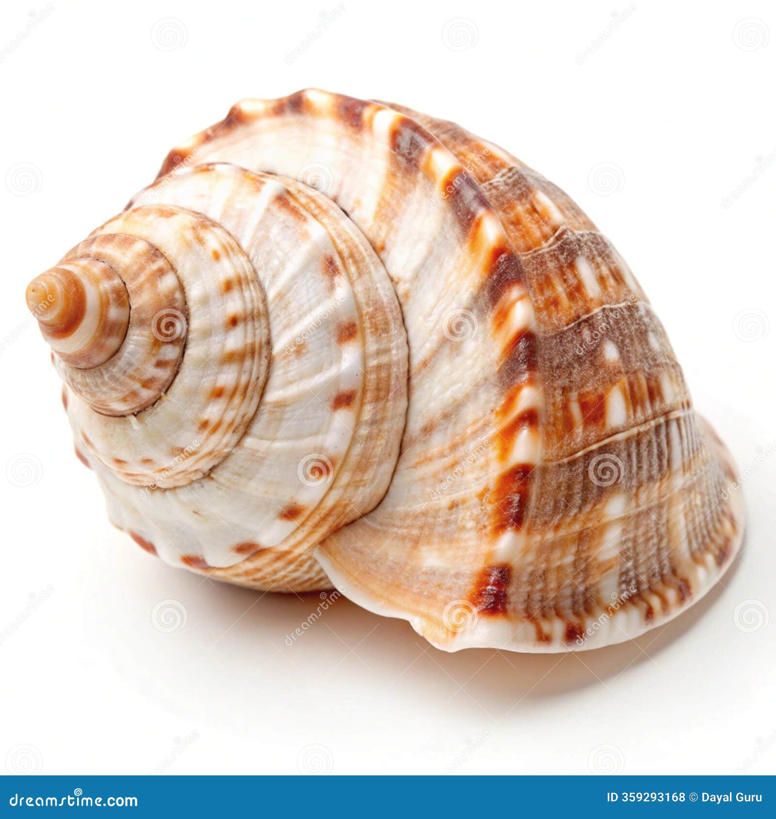 Rapana Shell On Transparent Background Royalty-Free Stock Image | CartoonDealer.com #359293168