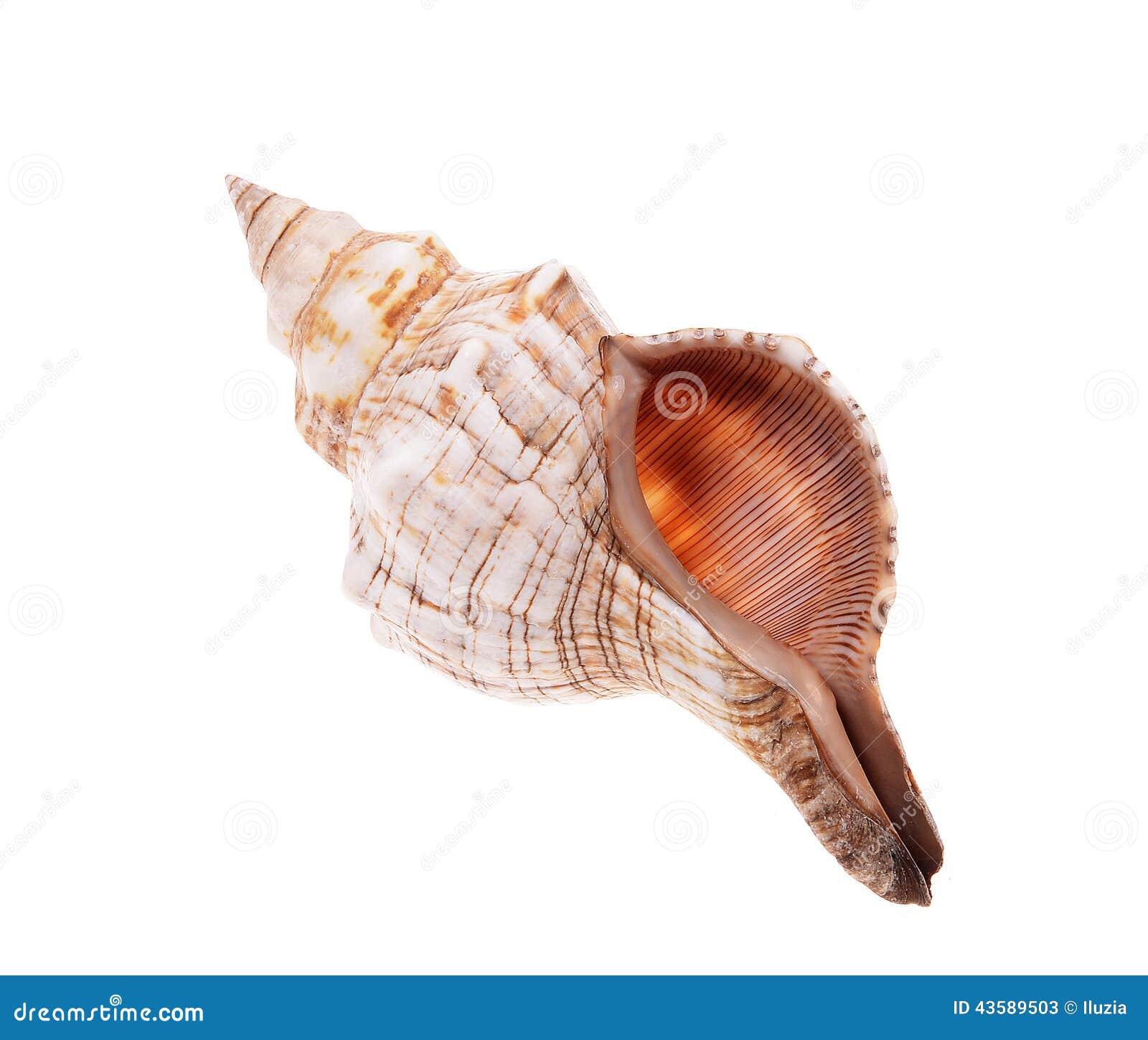 Rapana shell isolated stock image. Image of break, seafood - 43589503