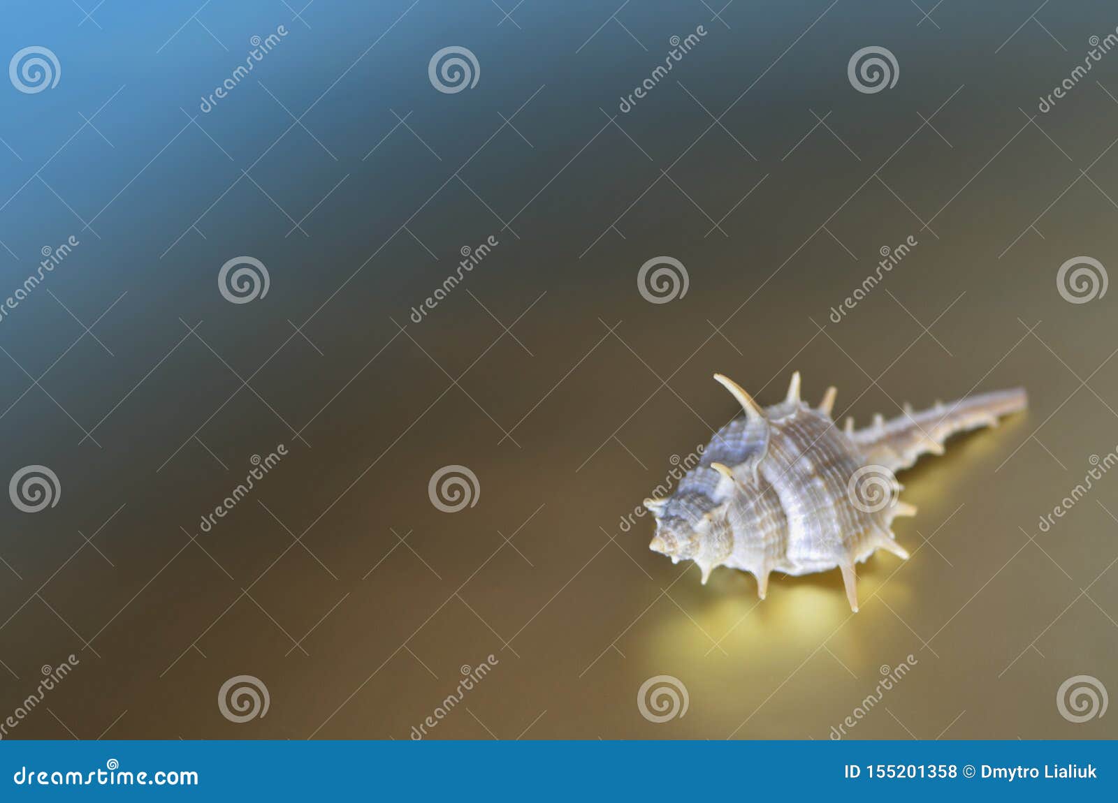 Rapana Shell on the Sand Beach Background Stock Photo - Image of blue ...