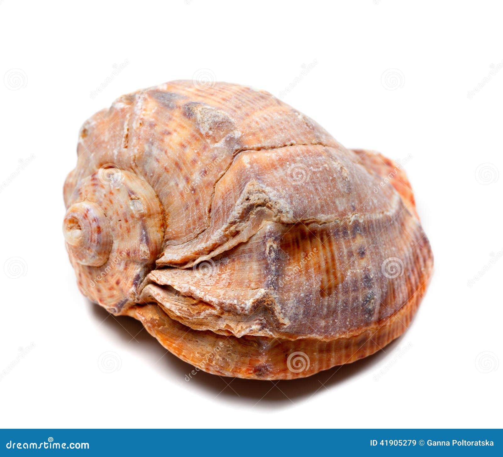 Rapana shell stock image. Image of marine, broken, ecology - 41905279