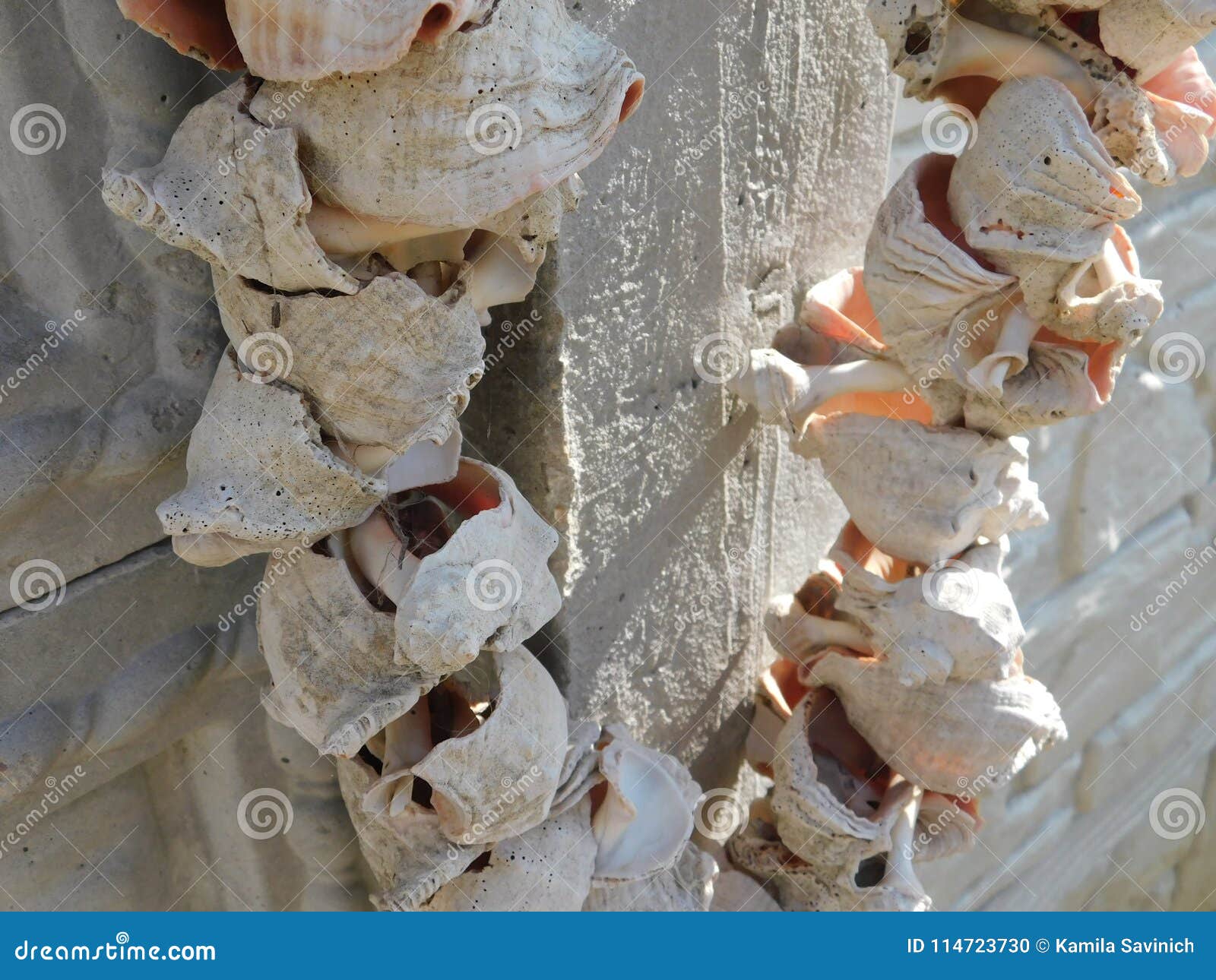 Rapana Shells Under the Bright Sun Stock Photo - Image of field ...