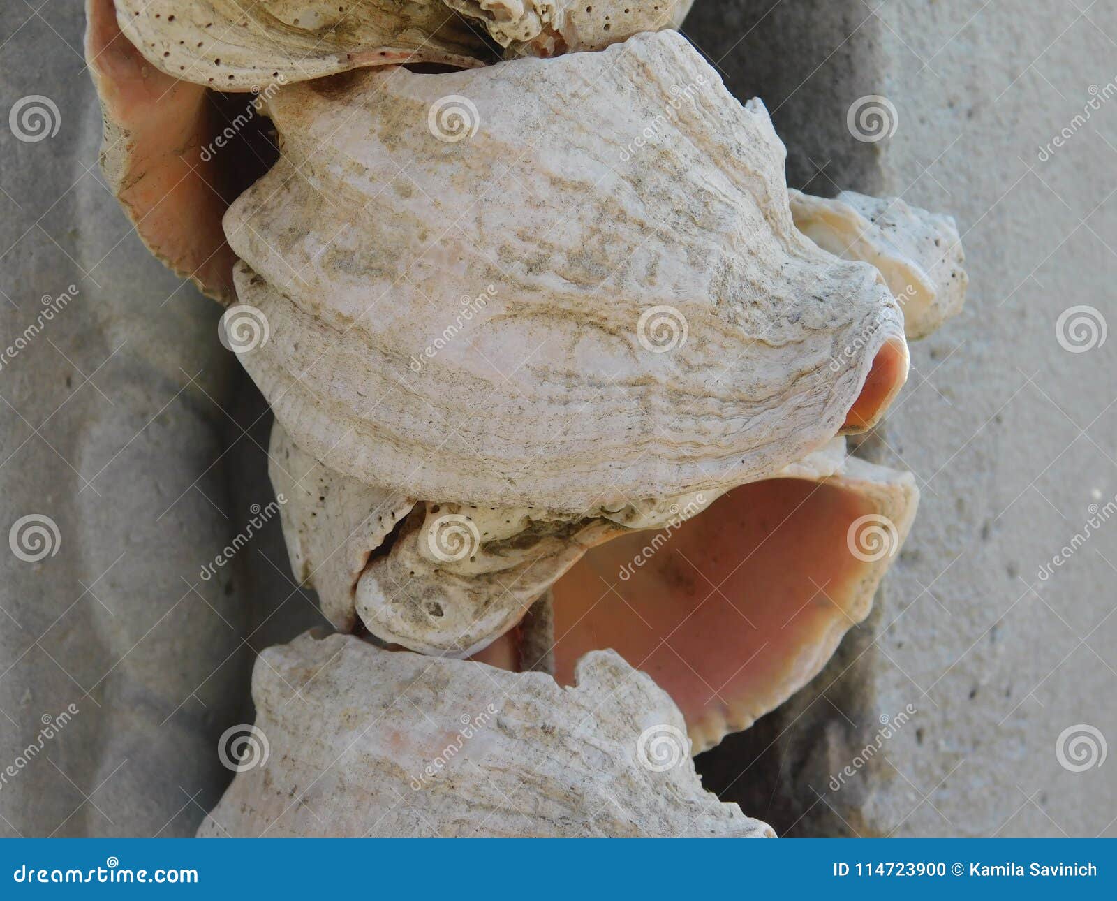 Rapana Shells Under the Bright Sun Stock Photo - Image of christmas ...