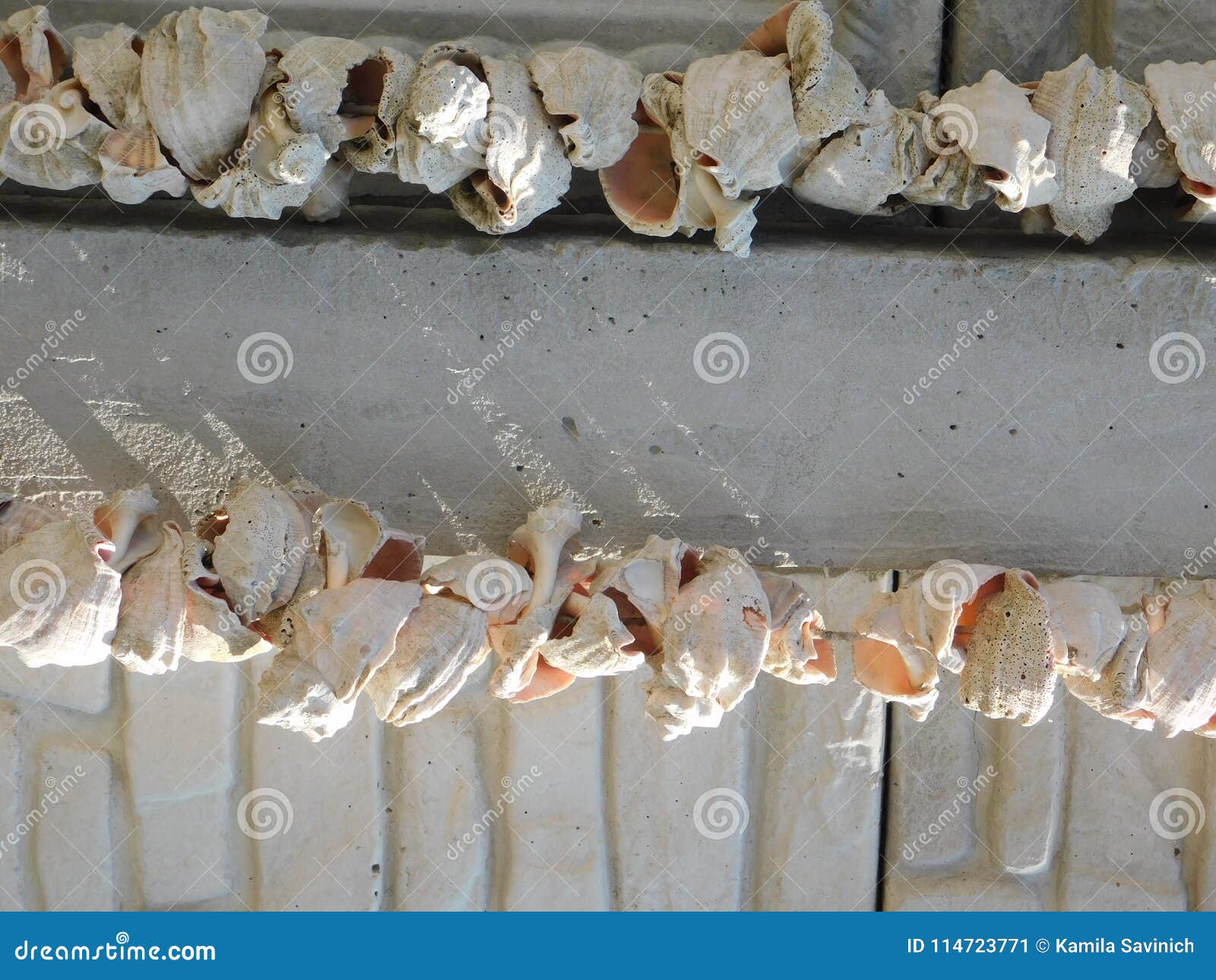 Rapana Shells Under the Bright Sun Stock Image - Image of background ...