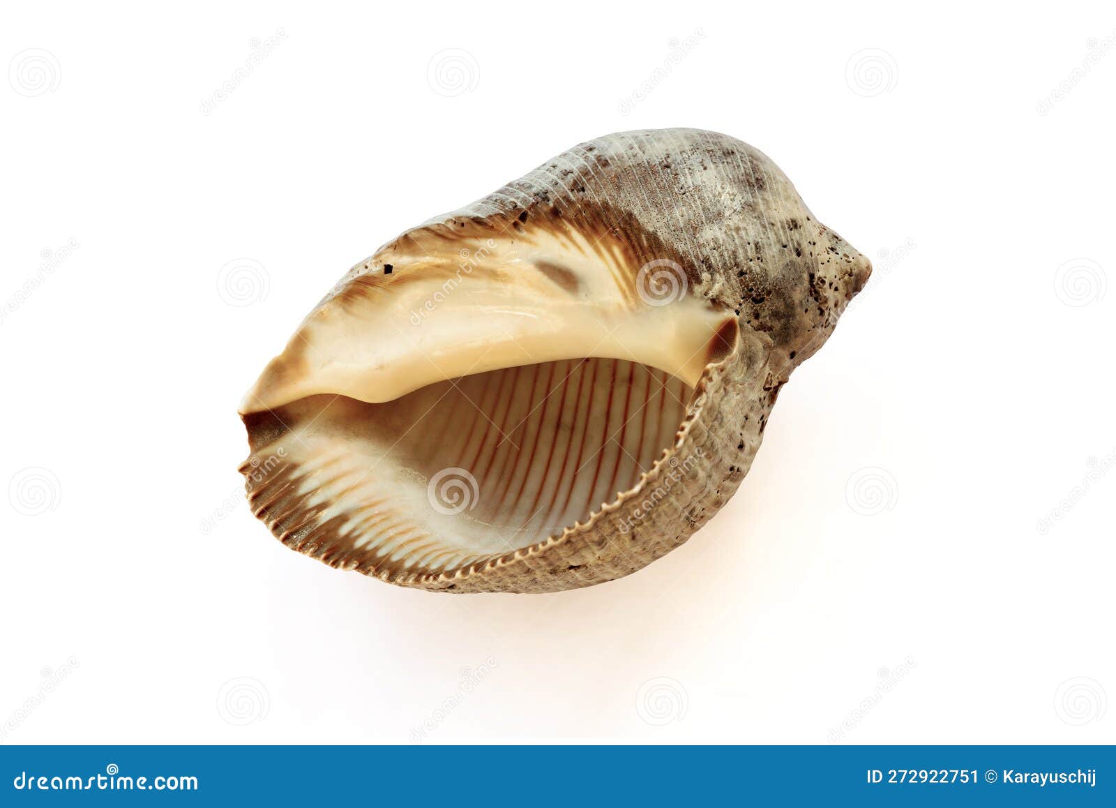 Rapana Venosa Shell on White Stock Image - Image of escargot, ocean ...