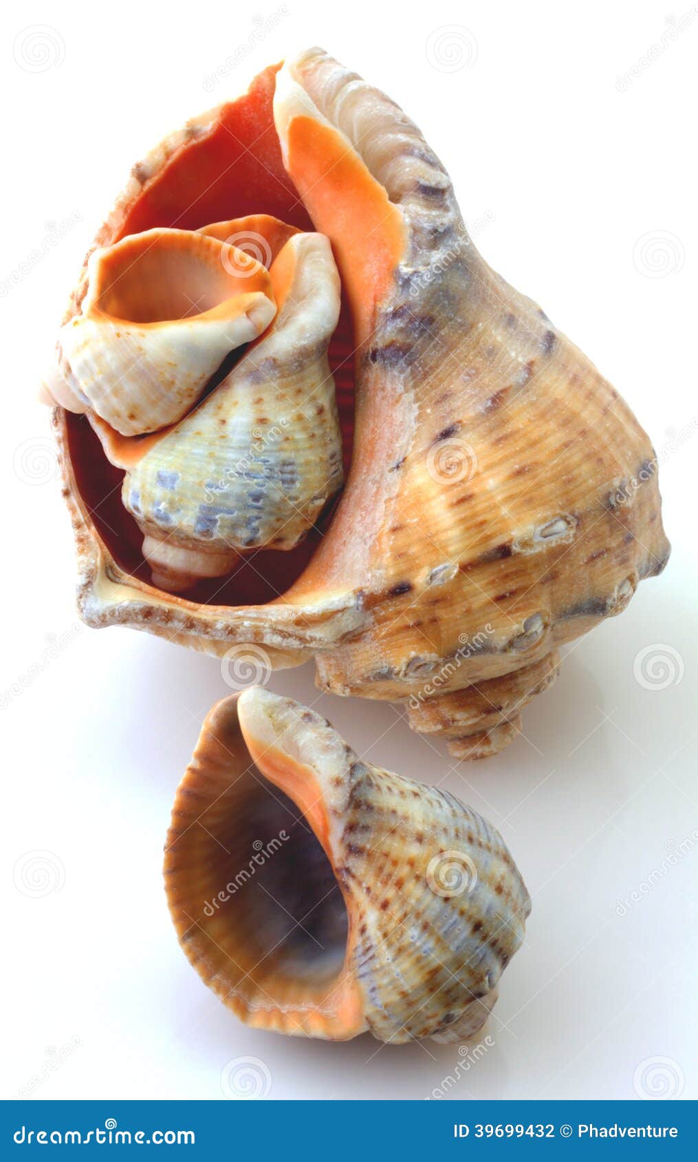 Rapanas stock photo. Image of rapanas, conch, close, escargot - 39699432