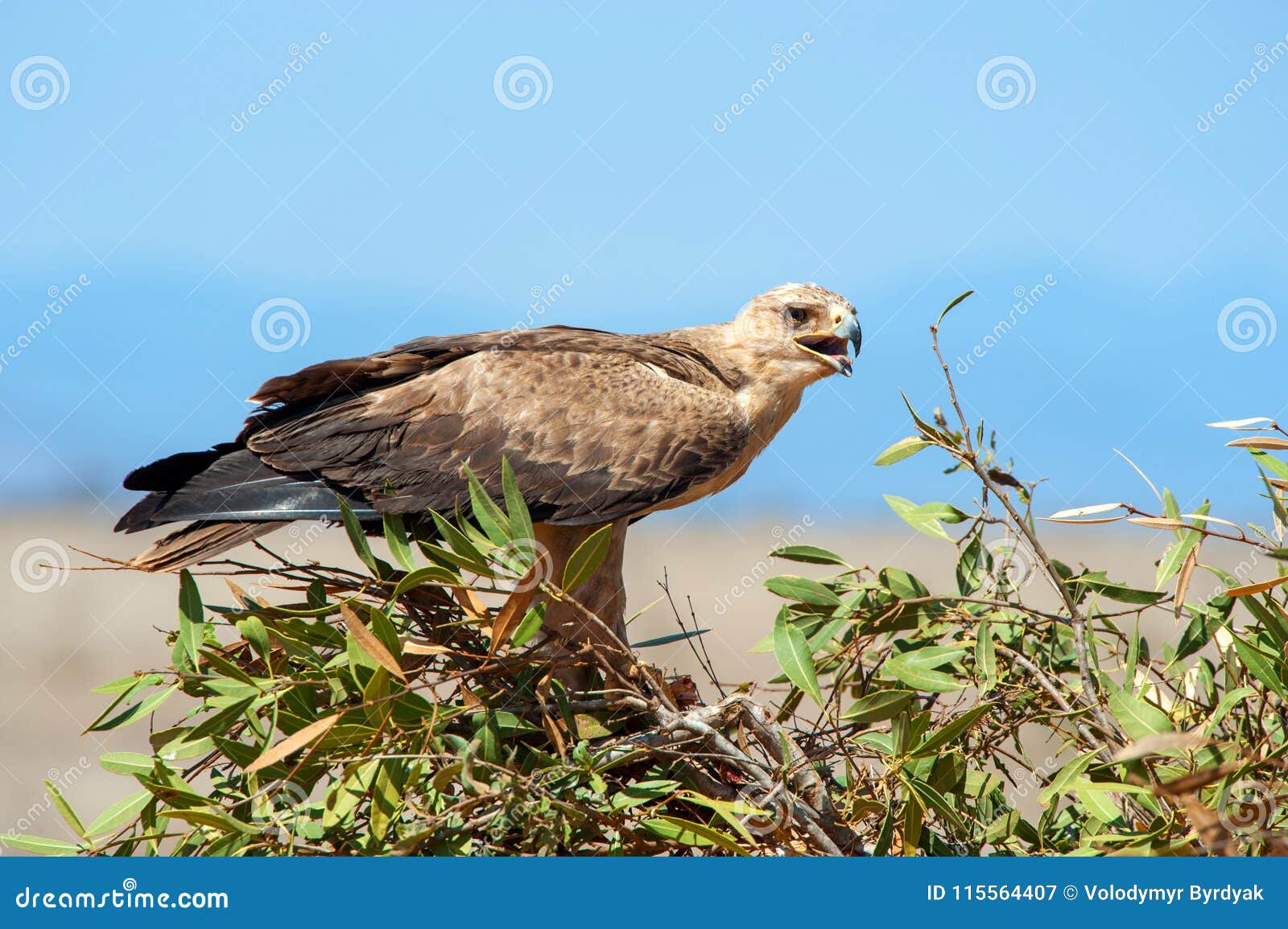 Rapax Di L'Aquila Dell'aquila Rapace Immagine Stock - Immagine di ...