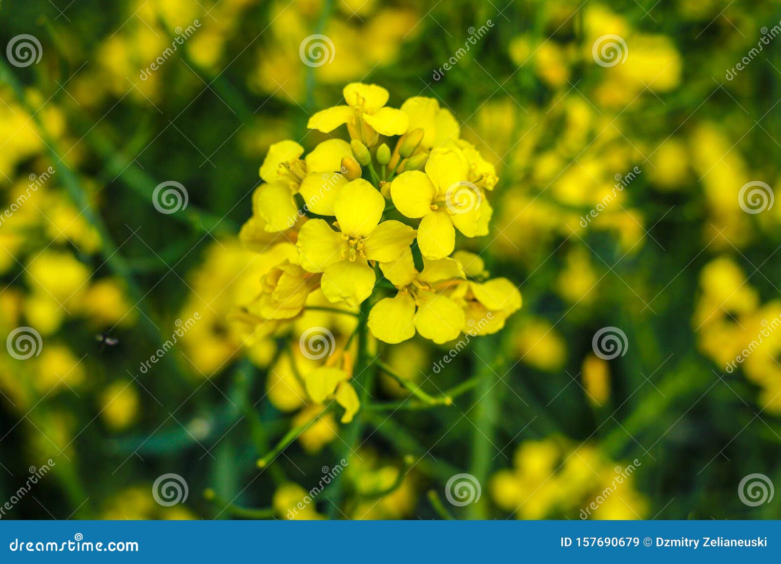 Rape. Blooming Rapeseed Bud, Selective Focus, Closeup Stock Image ...
