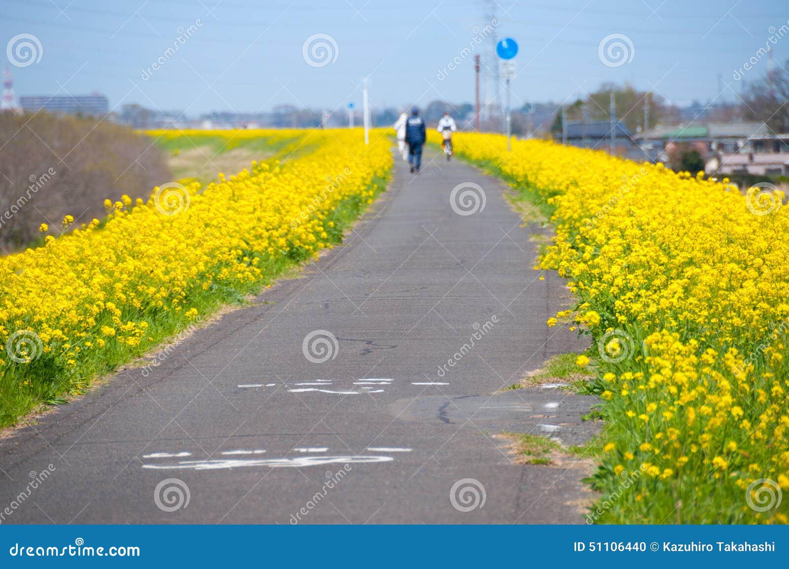 Blossoms Field stock photo. Image of blossoms, landscaped - 51106440