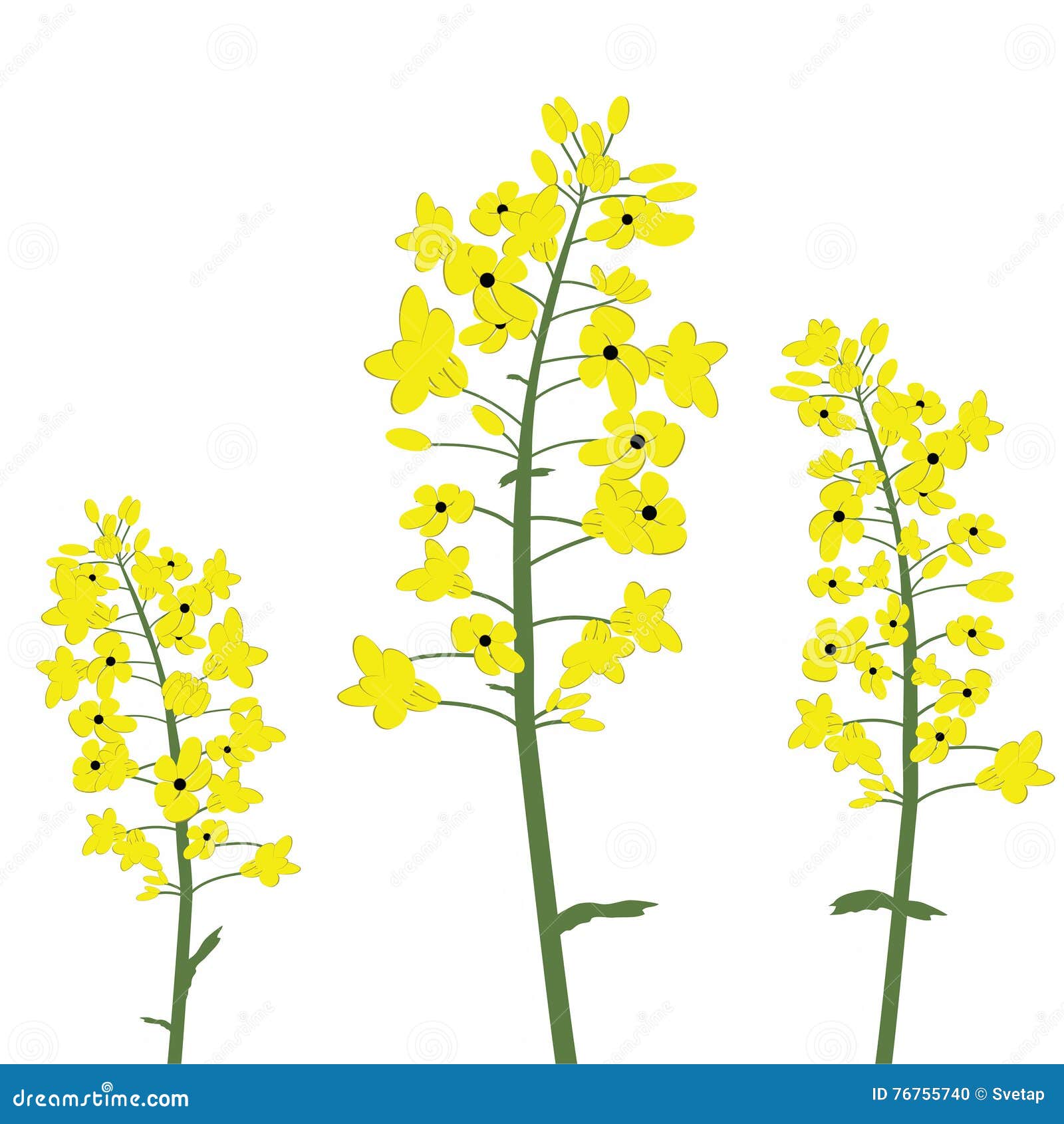 Canola flower vector stock vector. Illustration of botanical - 76755740