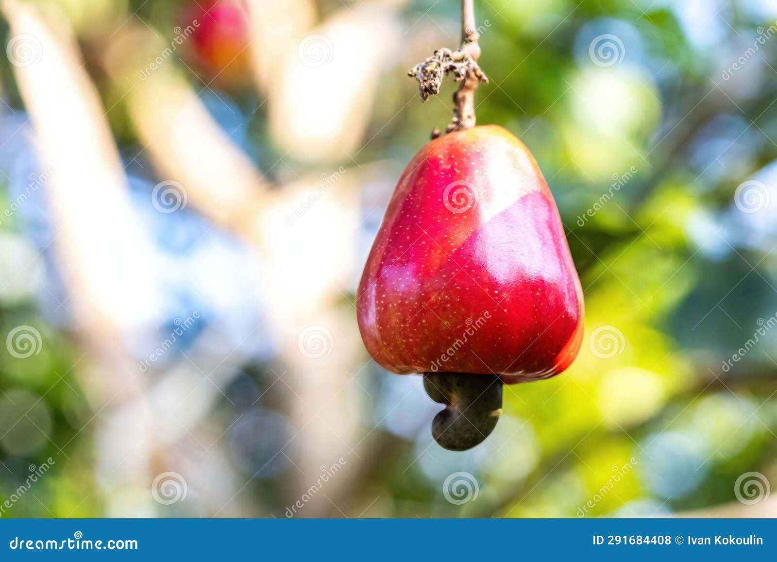 Cashew Apple Fruit Growing on the Tree Under Sunlight Stock Photo ...