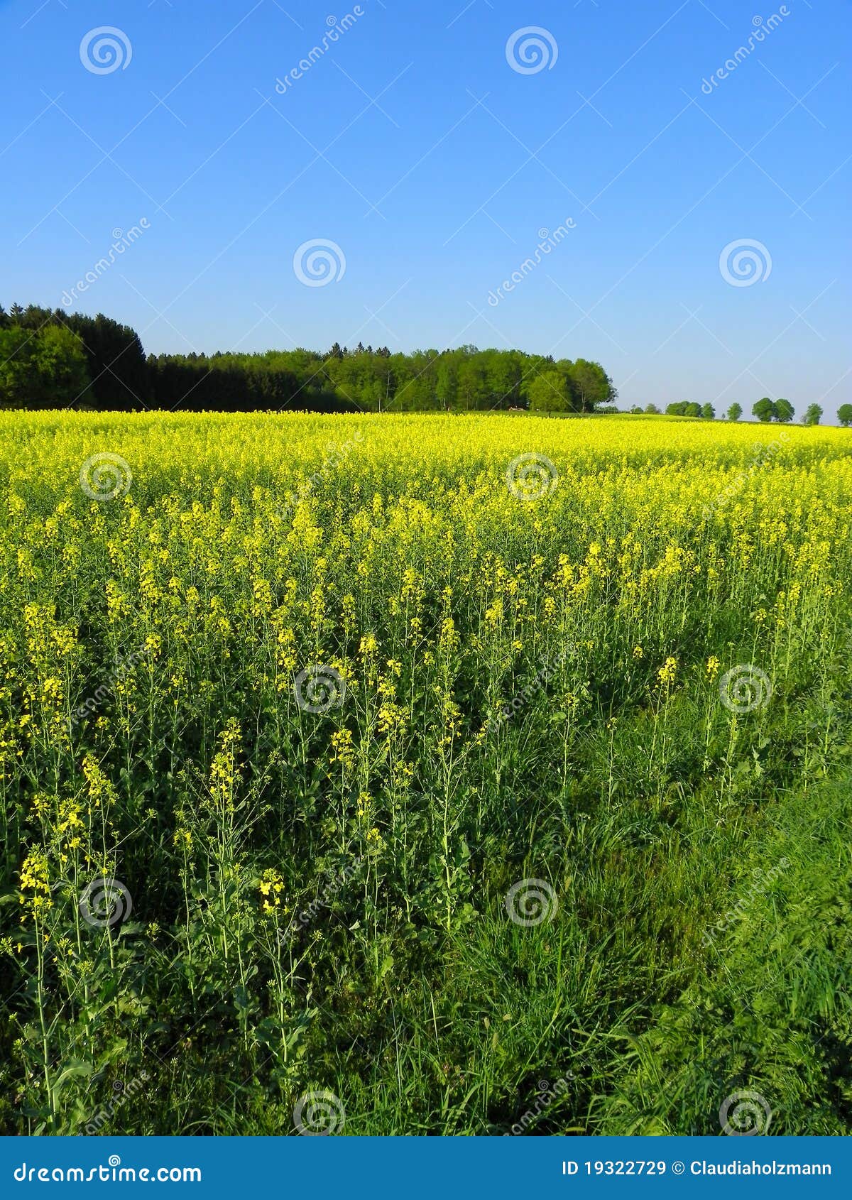 / Colza stock image. Image of ecological, vegetable, friendly - 19322729