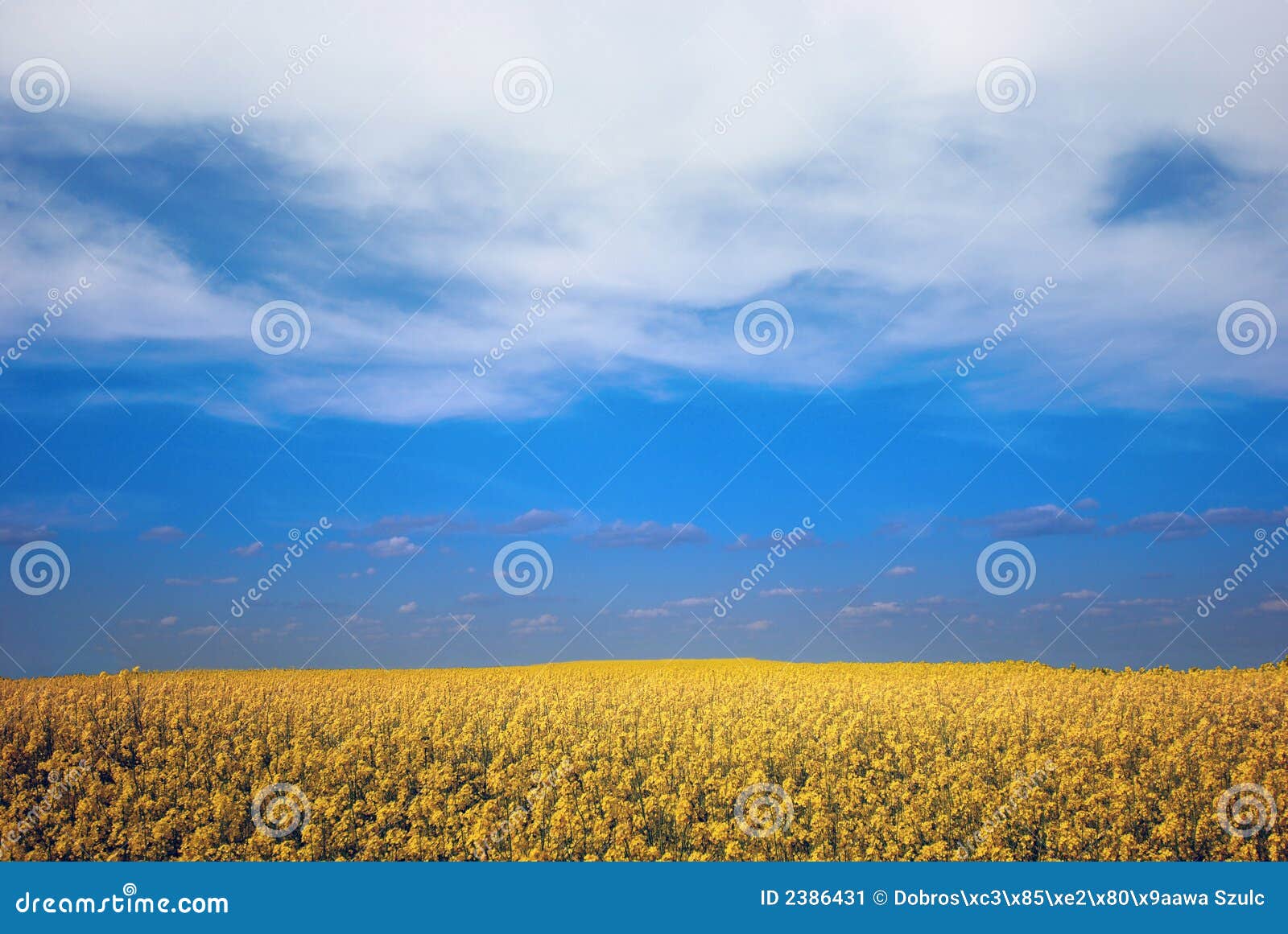 Rape, colza field stock image. Image of colzafield, clear - 2386431