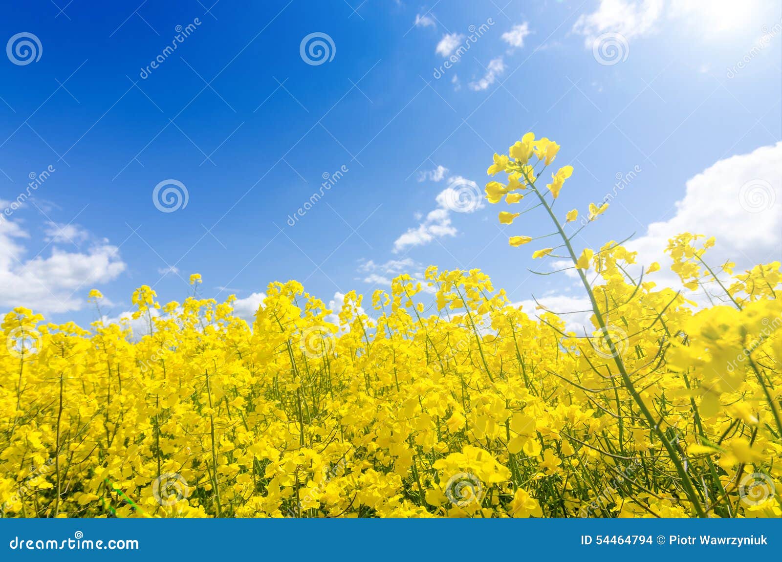Farm in sunny day stock photo. Image of bright, natural - 54464794