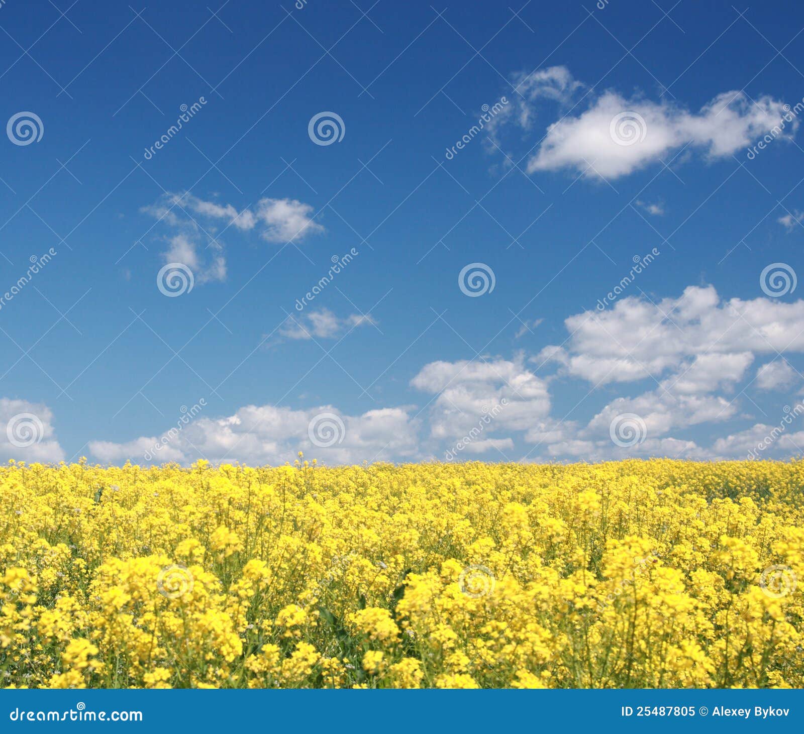 Field and Blue Sky. Spring. Stock Image - Image of field, june: 25487805