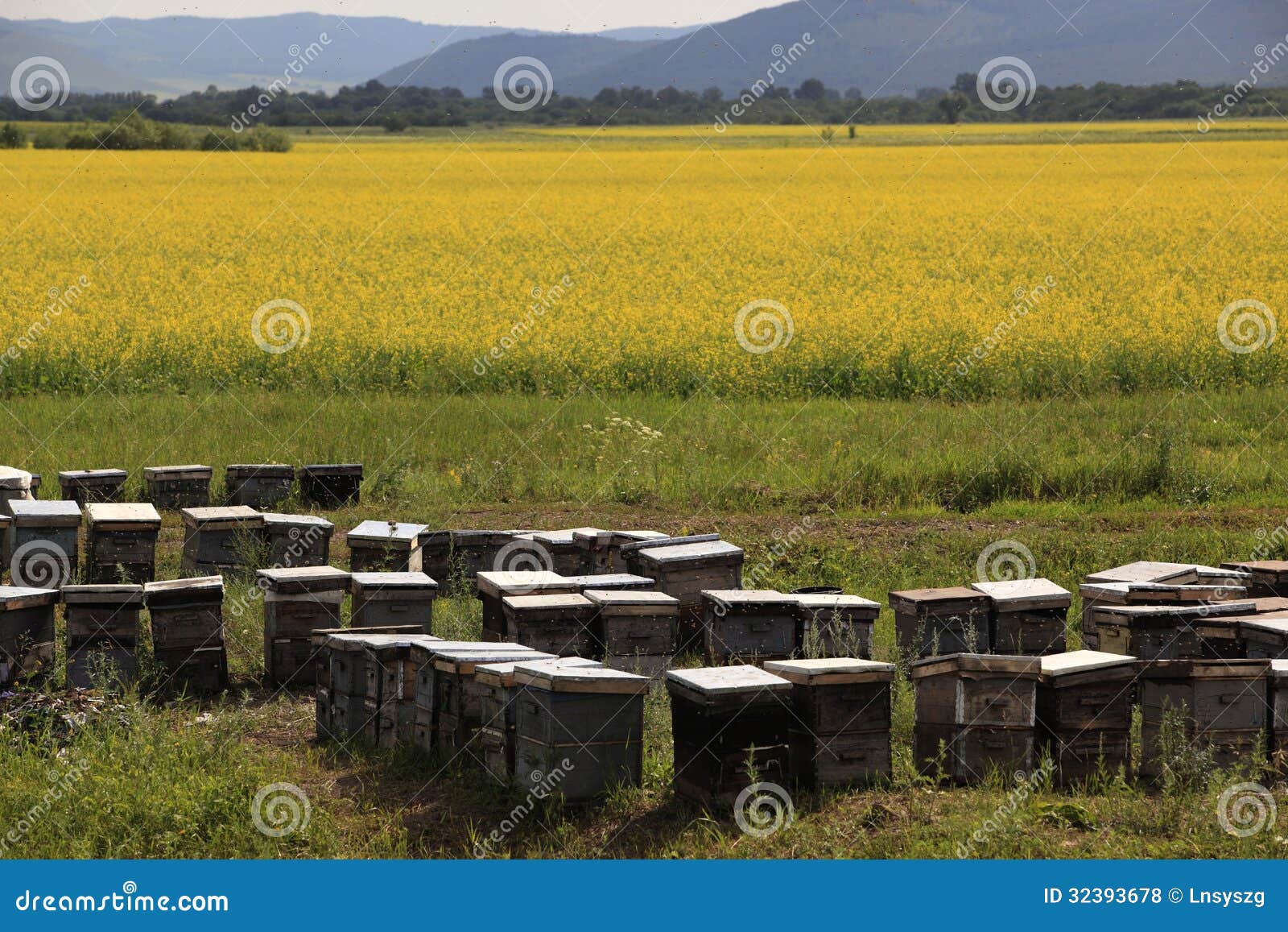 Field, box and bees stock photo. Image of natural, arable - 32393678