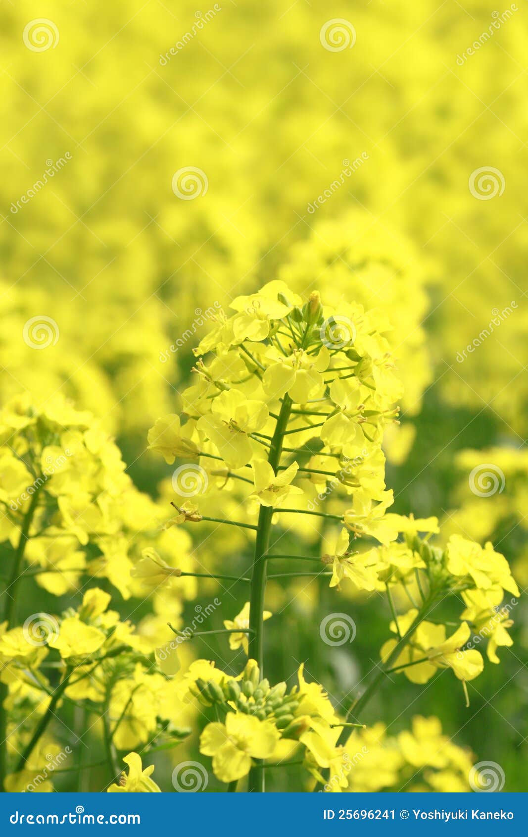 Field, canola crops stock image. Image of farming, grow - 25696241